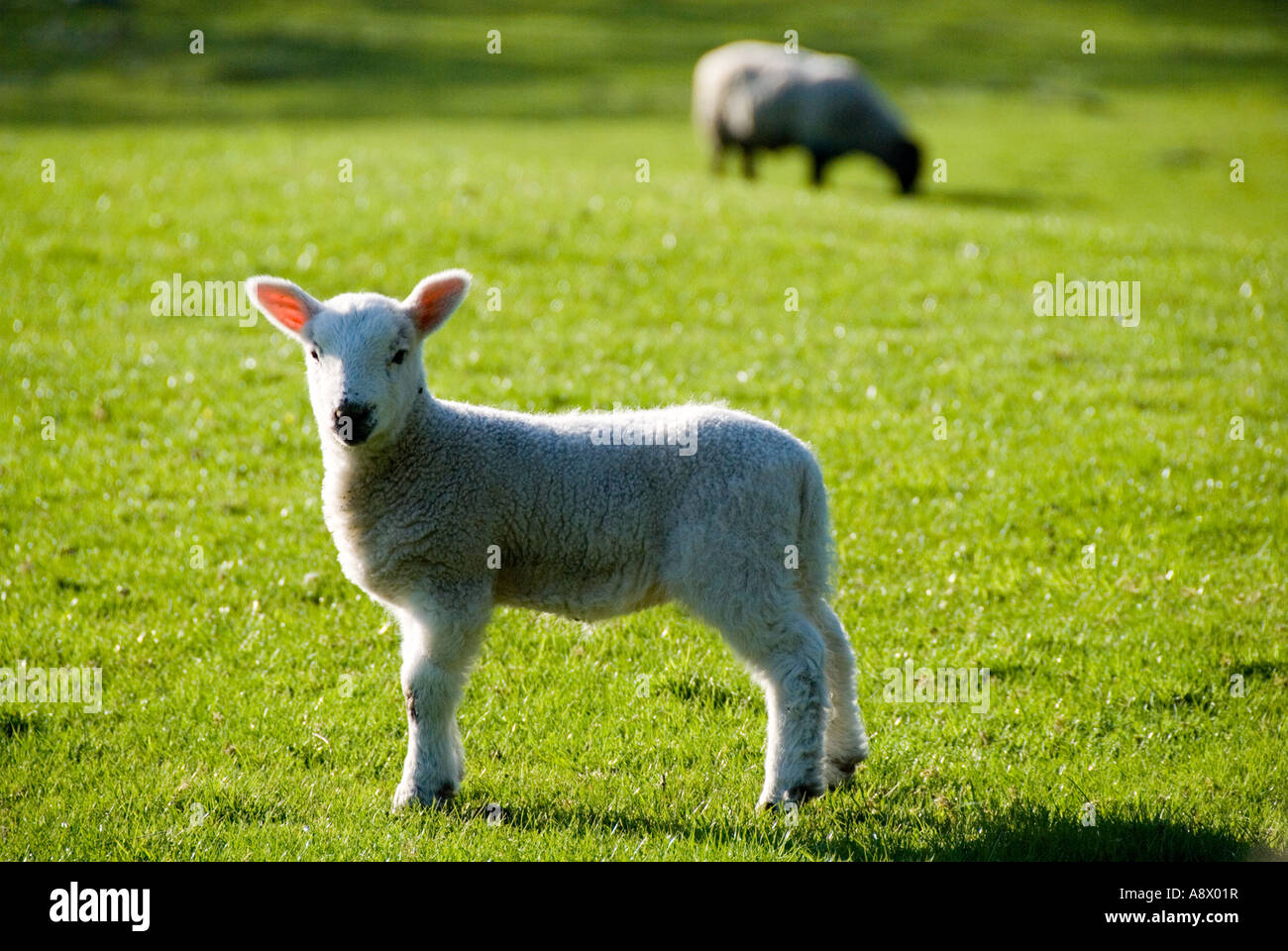 A stocky young lamb standing in evening sunlight Stock Photo - Alamy