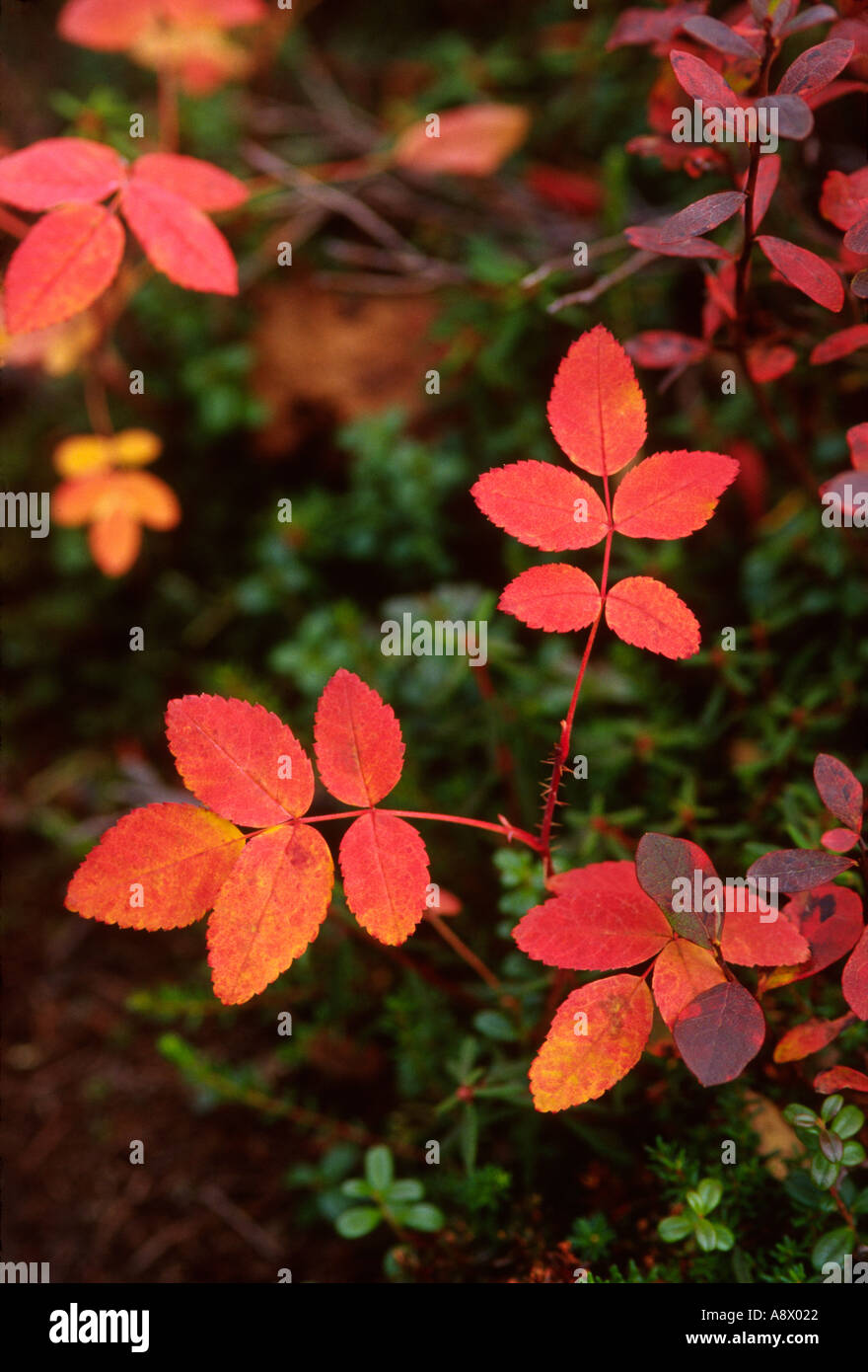 fall foliage Denali National Park Alaska Stock Photo - Alamy