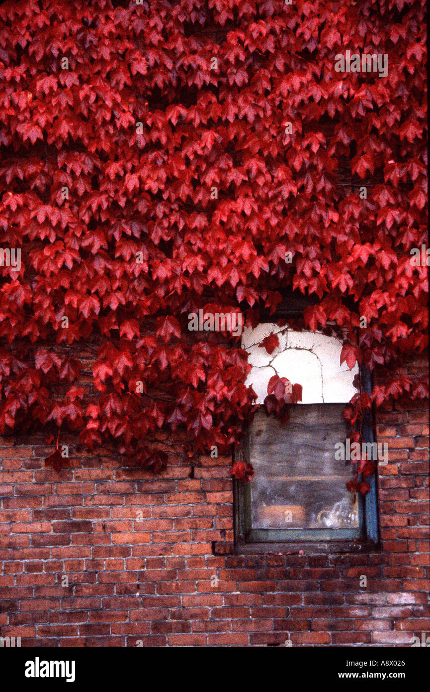 red ivy around window Stock Photo - Alamy