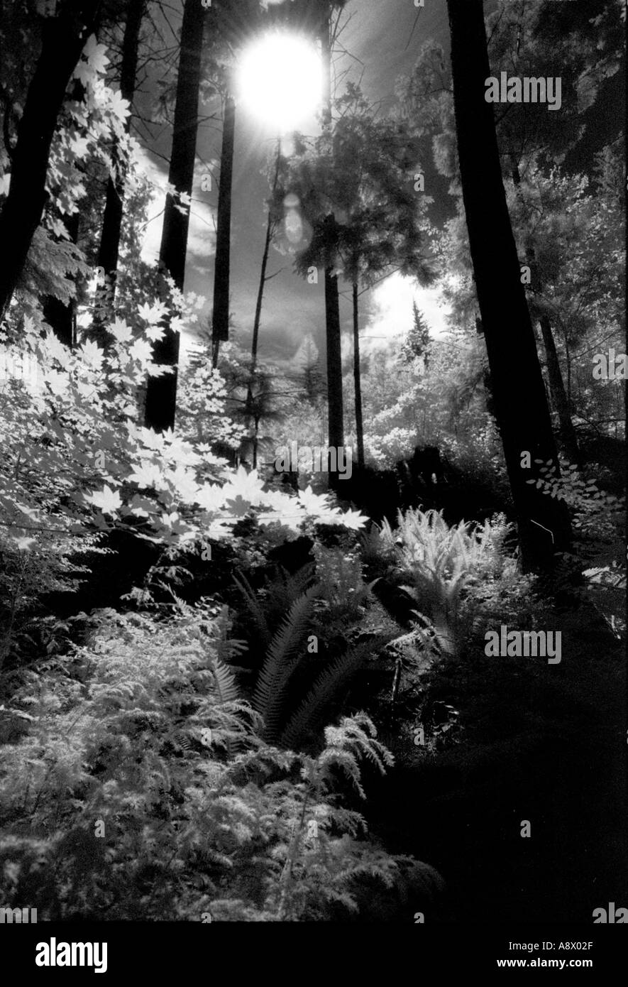 Eccentric forest hi-res stock photography and images - Alamy