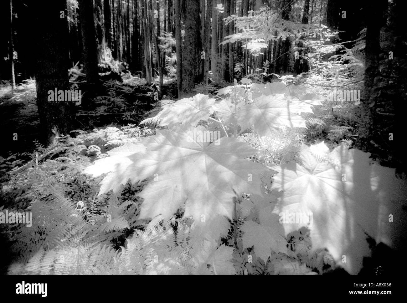 Infrared forest scene Washingotn State Stock Photo - Alamy