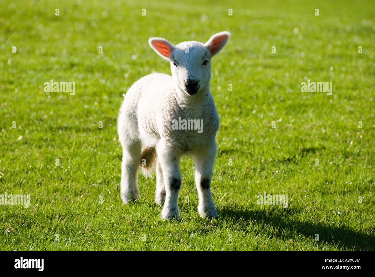 A stocky young lamb standing in evening sunlight Stock Photo - Alamy