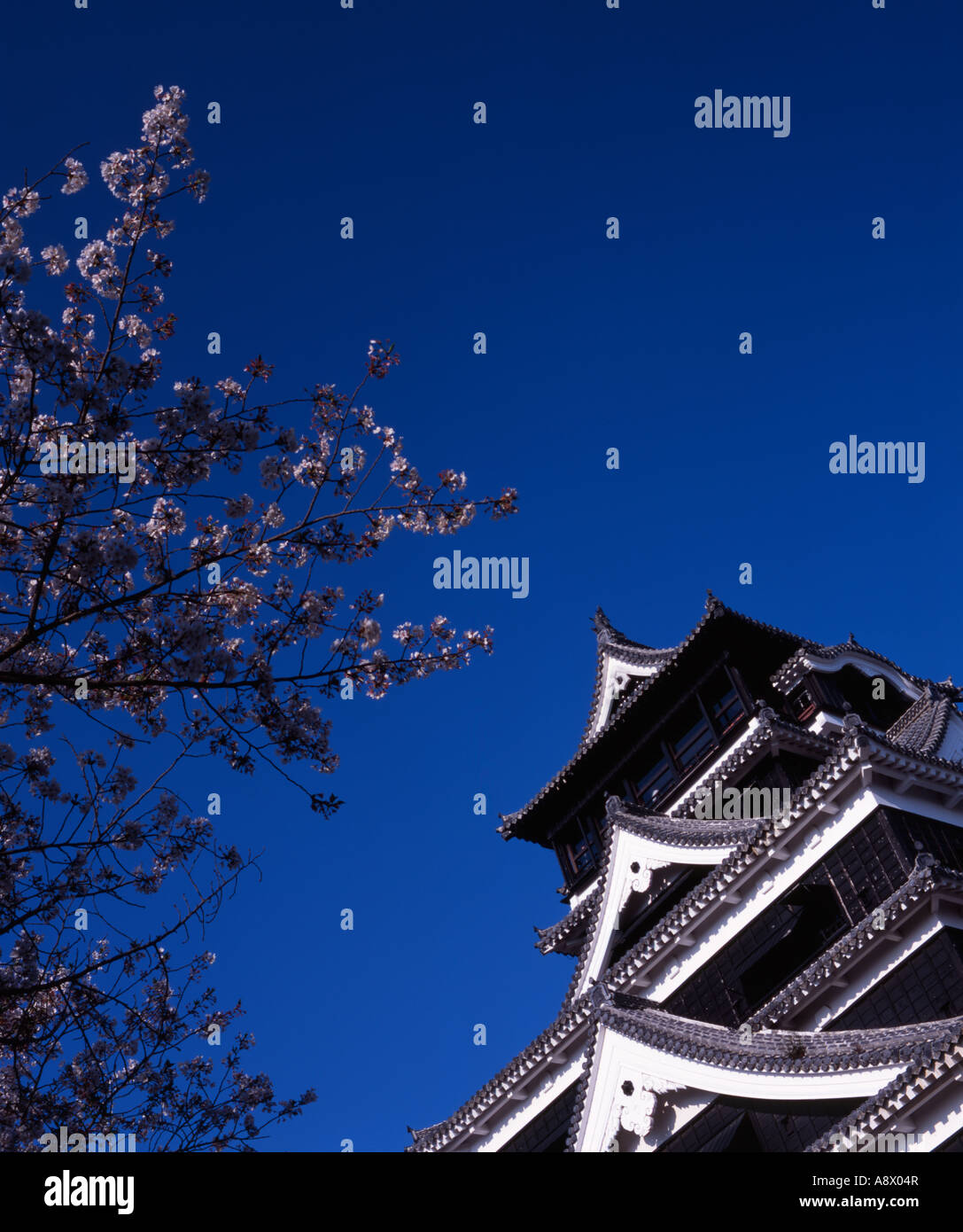 Kumamoto Castle main tower and cherry blossom. Built by great samurai ...