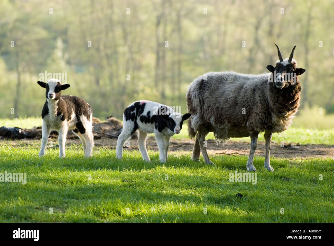 Jacob sheep lambs hi-res stock photography and images - Alamy