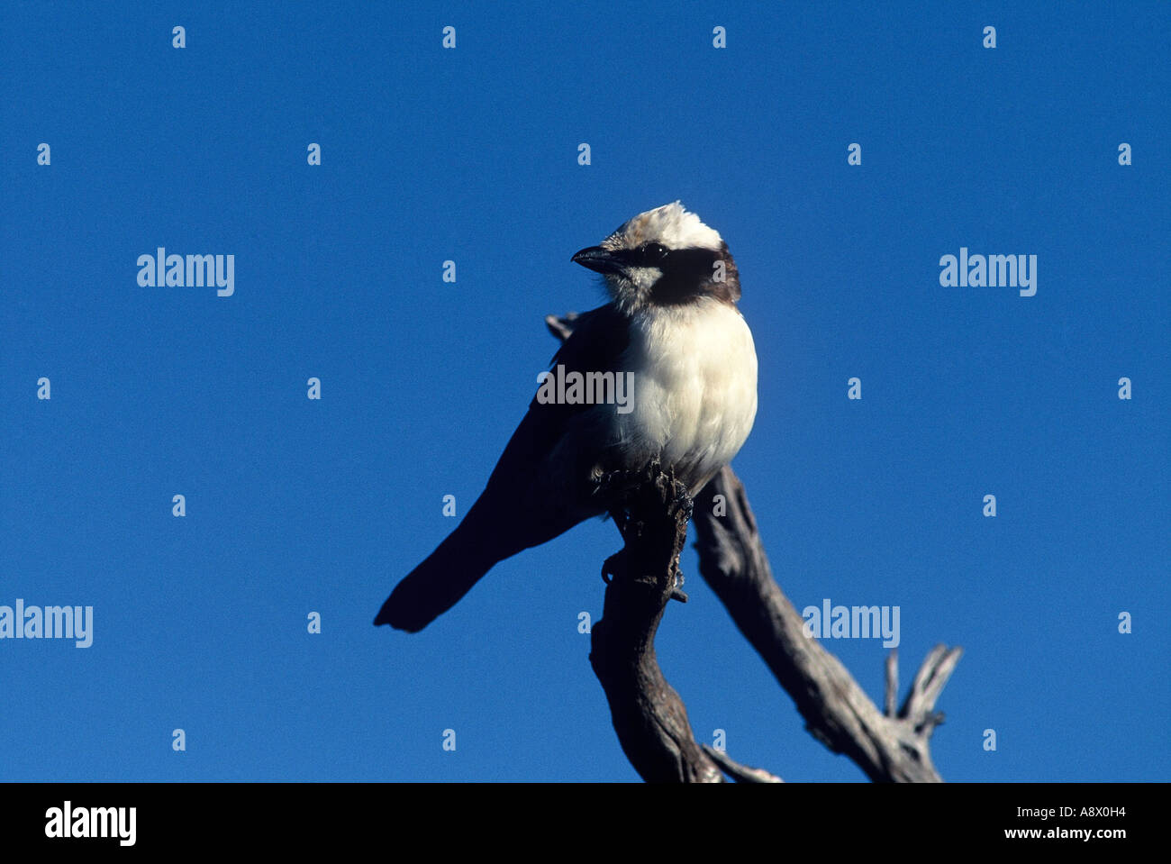 Southern White Helmeted Shrike, Eurocephalus auguitimens Stock Photo ...