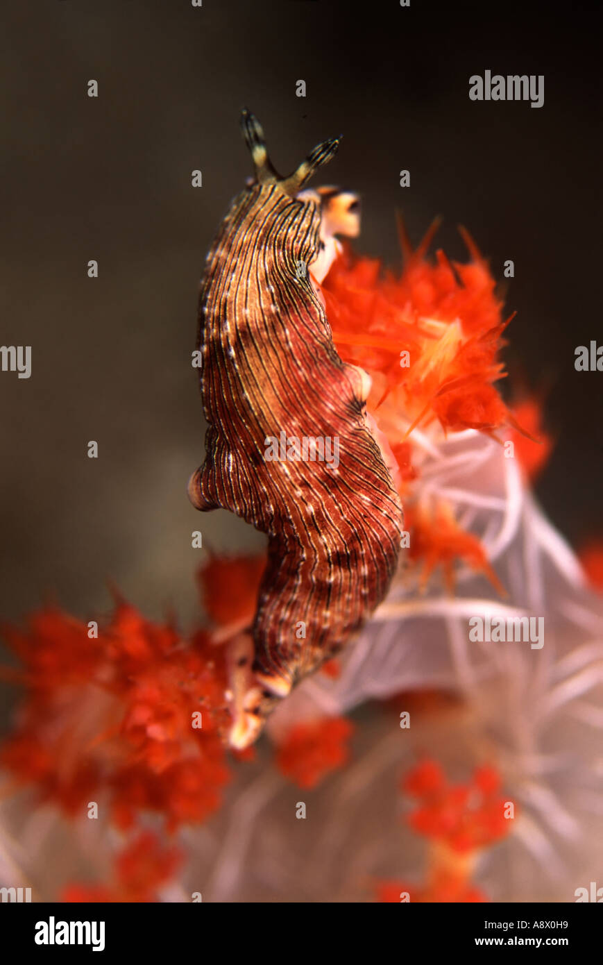 Armina hi-res stock photography and images - Alamy