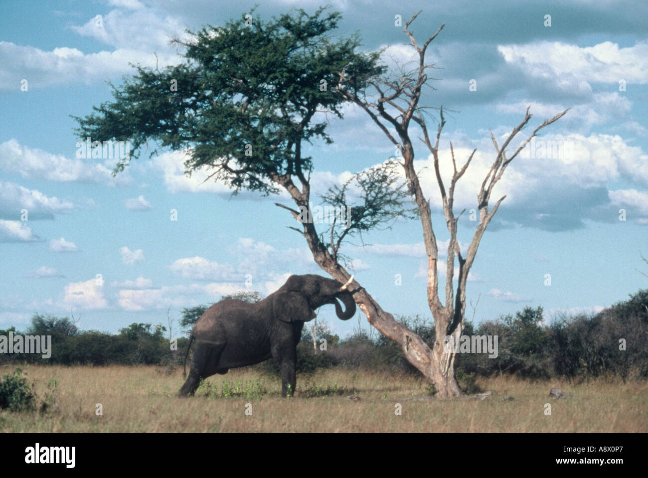 Elephant habitat destruction hi-res stock photography and images - Alamy