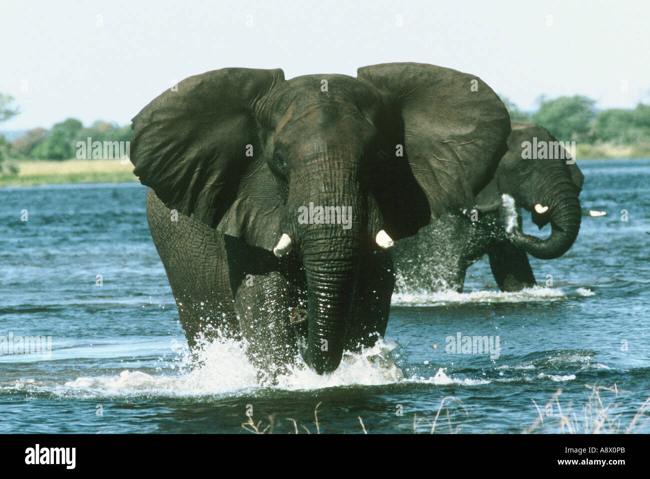 Bull Elephant Mock Charge Hi Res Stock Photography And Images Alamy
