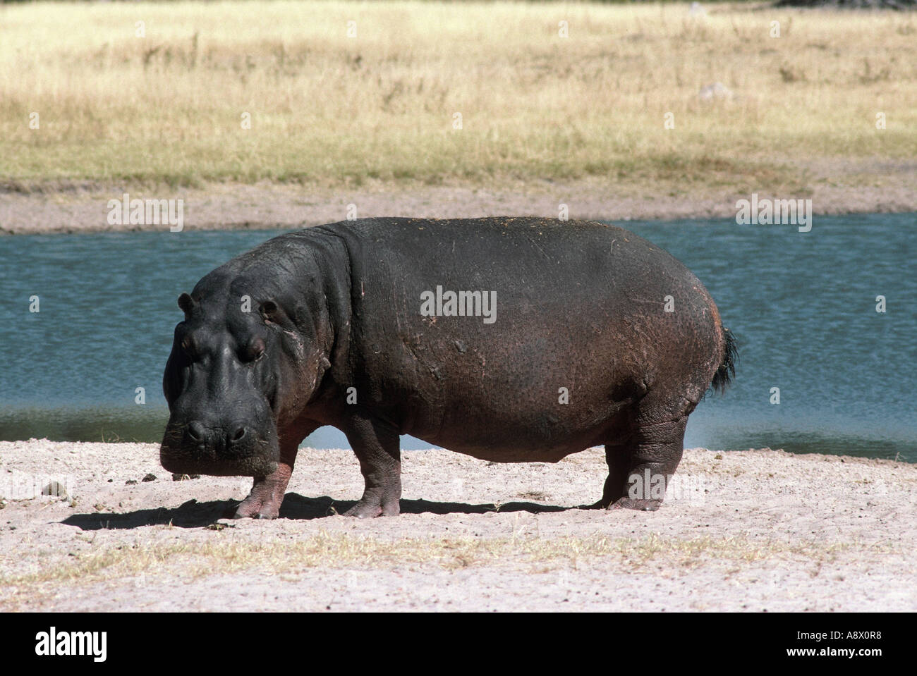 big bull, Hippopotamus amphibius Stock Photo - Alamy