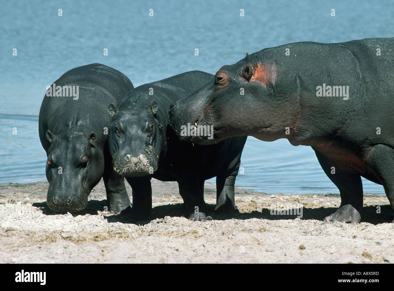 Hippo family, Hippopotamus amphibious, Makalolo Stock Photo - Alamy