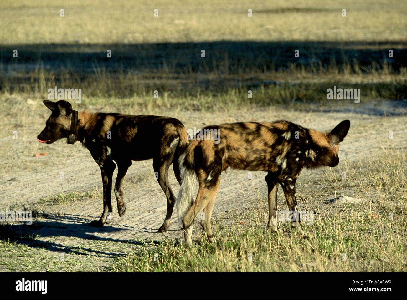 Cape Hunting Dogs, Lyacon pictus Stock Photo - Alamy