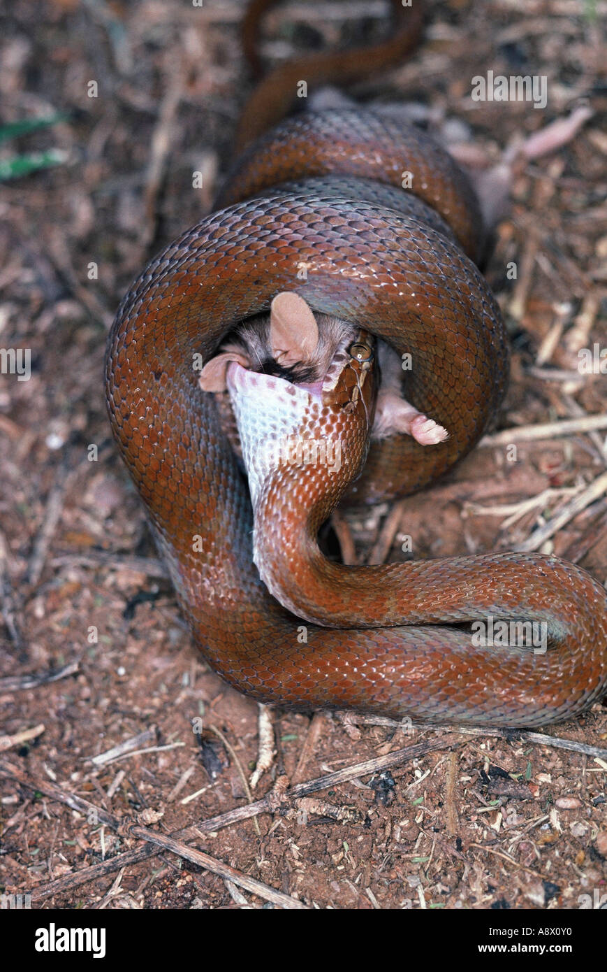 Common house snake hi-res stock photography and images - Alamy