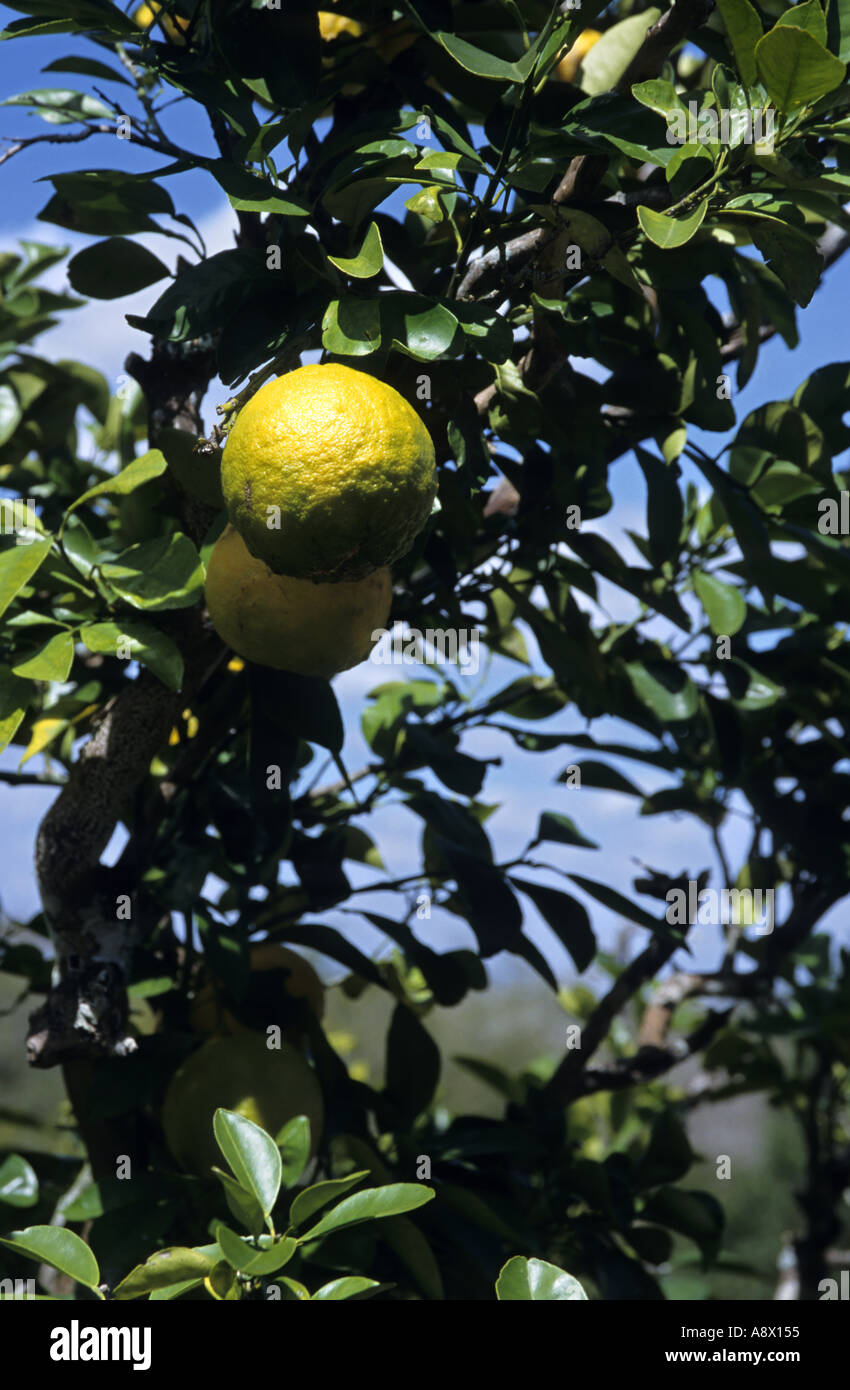 Mexico yucatan state kabah orange tree Stock Photo - Alamy