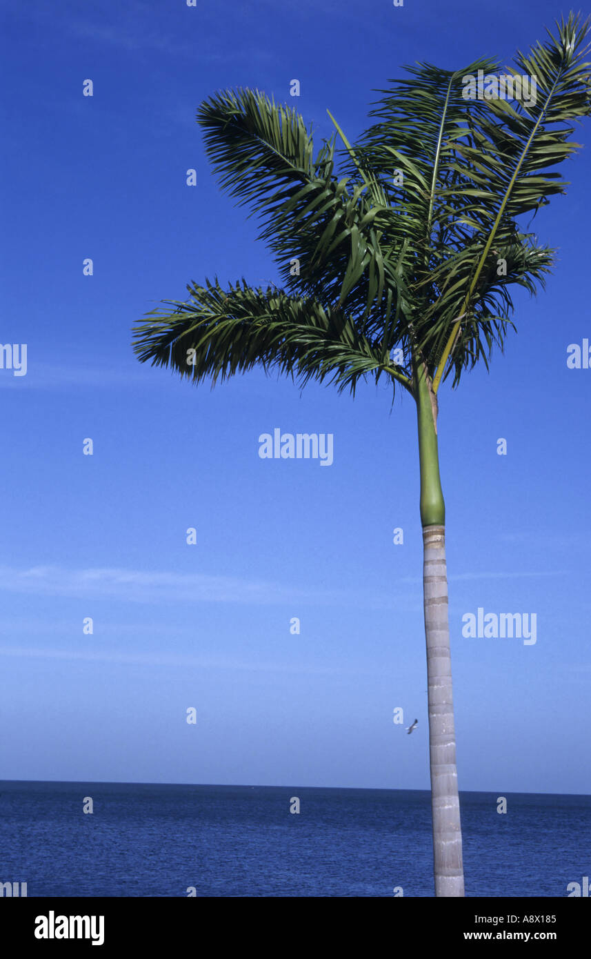Mexico campeche one palm tree and the caribbean sea Stock Photo - Alamy