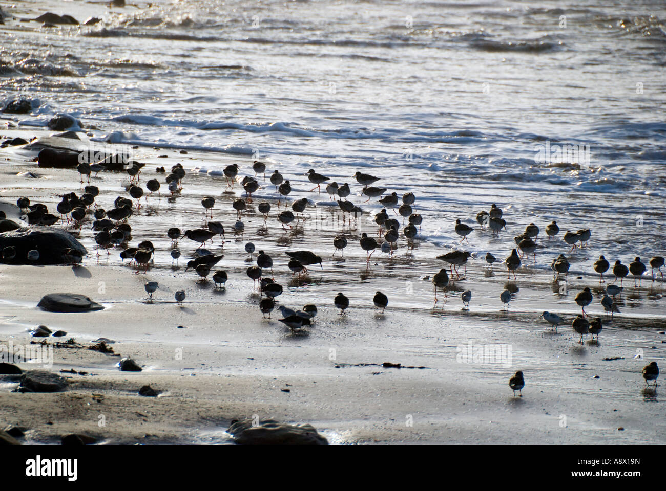 Wading birds feeding on the beach as the tide goes out Stock Photo - Alamy