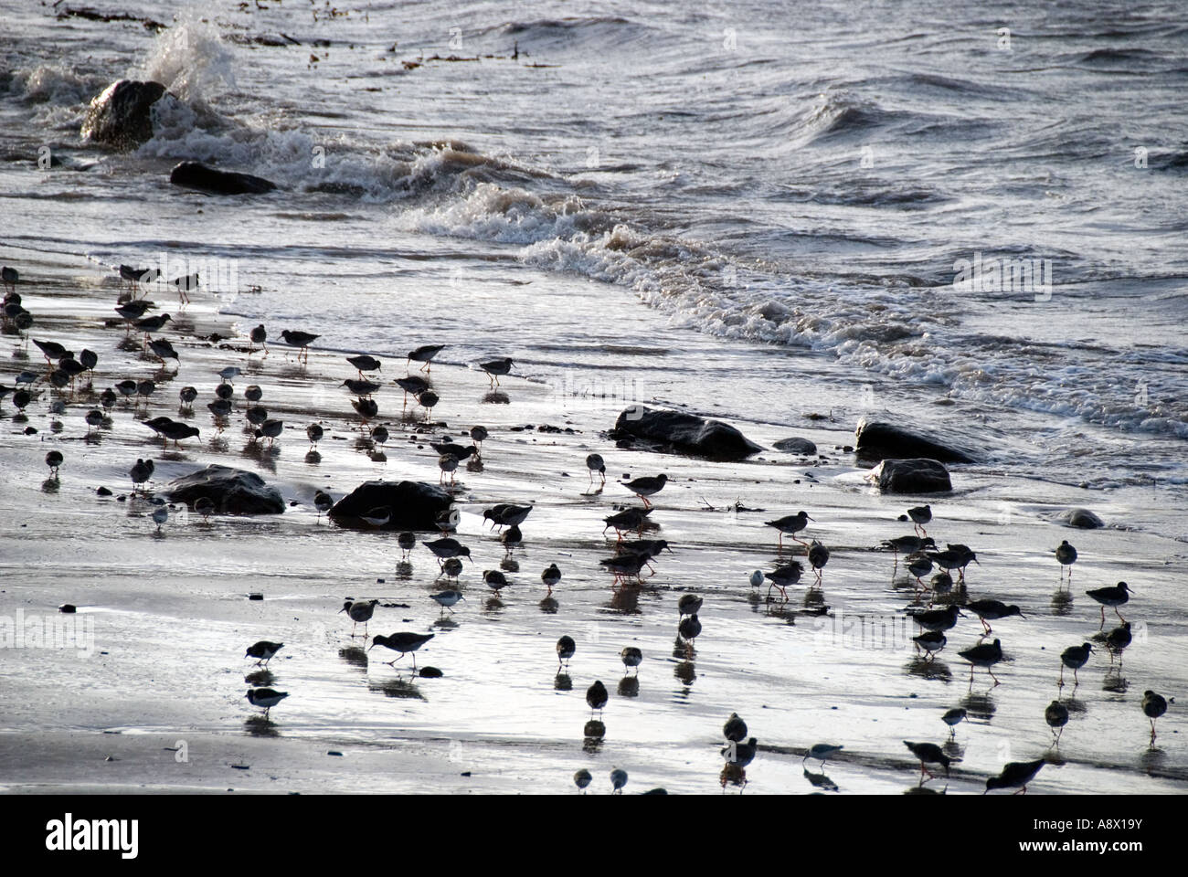 Wading birds feeding on the beach as the tide goes out Stock Photo - Alamy