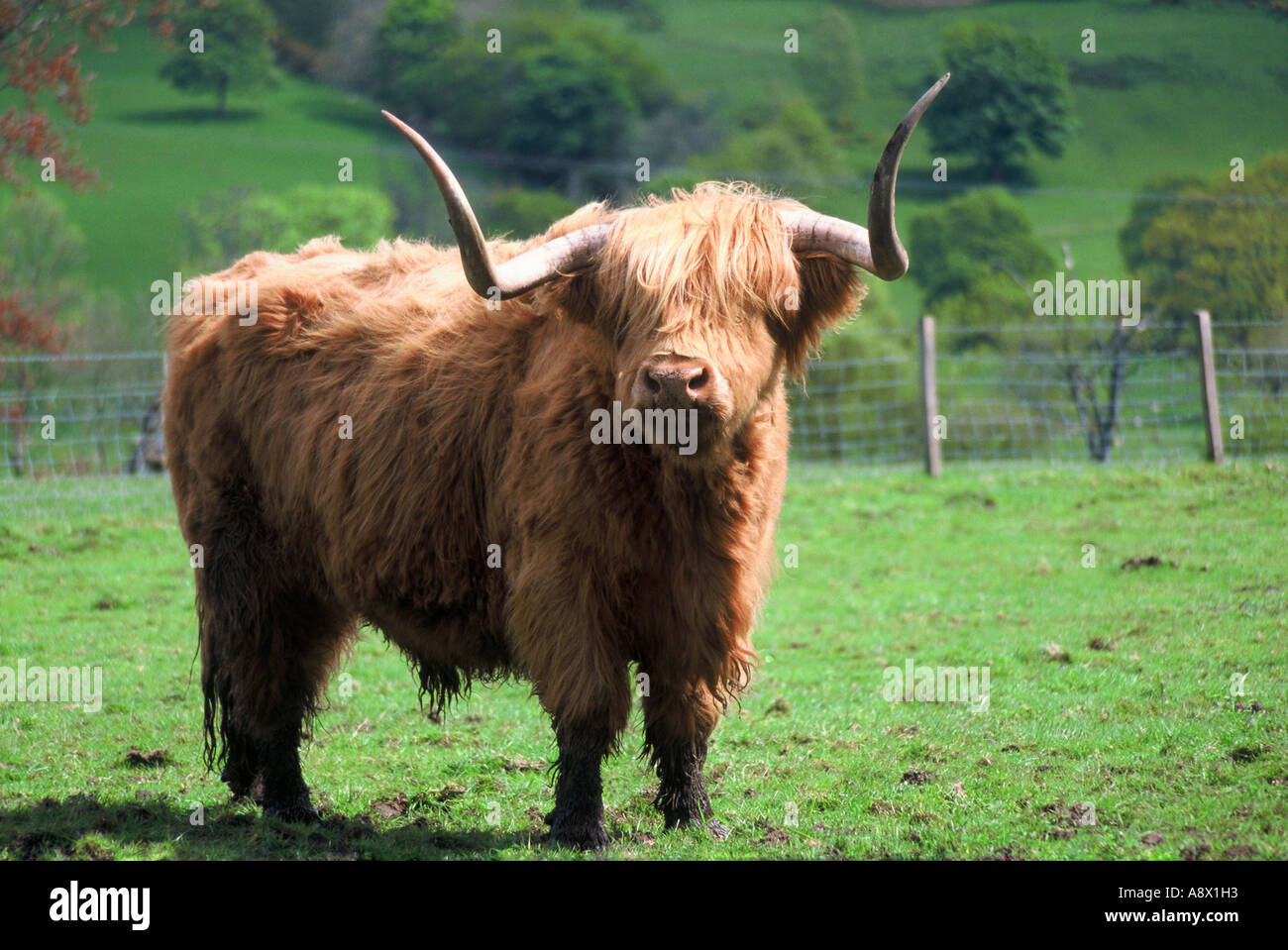 Hammish the largest Highland bull Stock Photo - Alamy