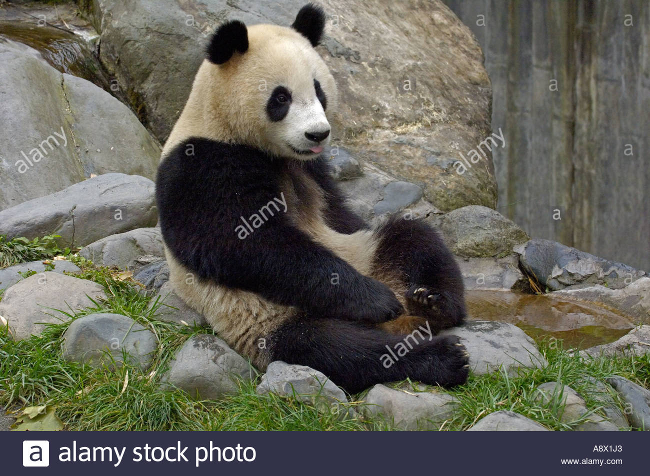 Panda Bear High Resolution Stock Photography and Images - Alamy