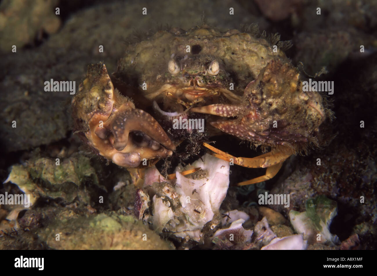 Box crab hi-res stock photography and images - Alamy