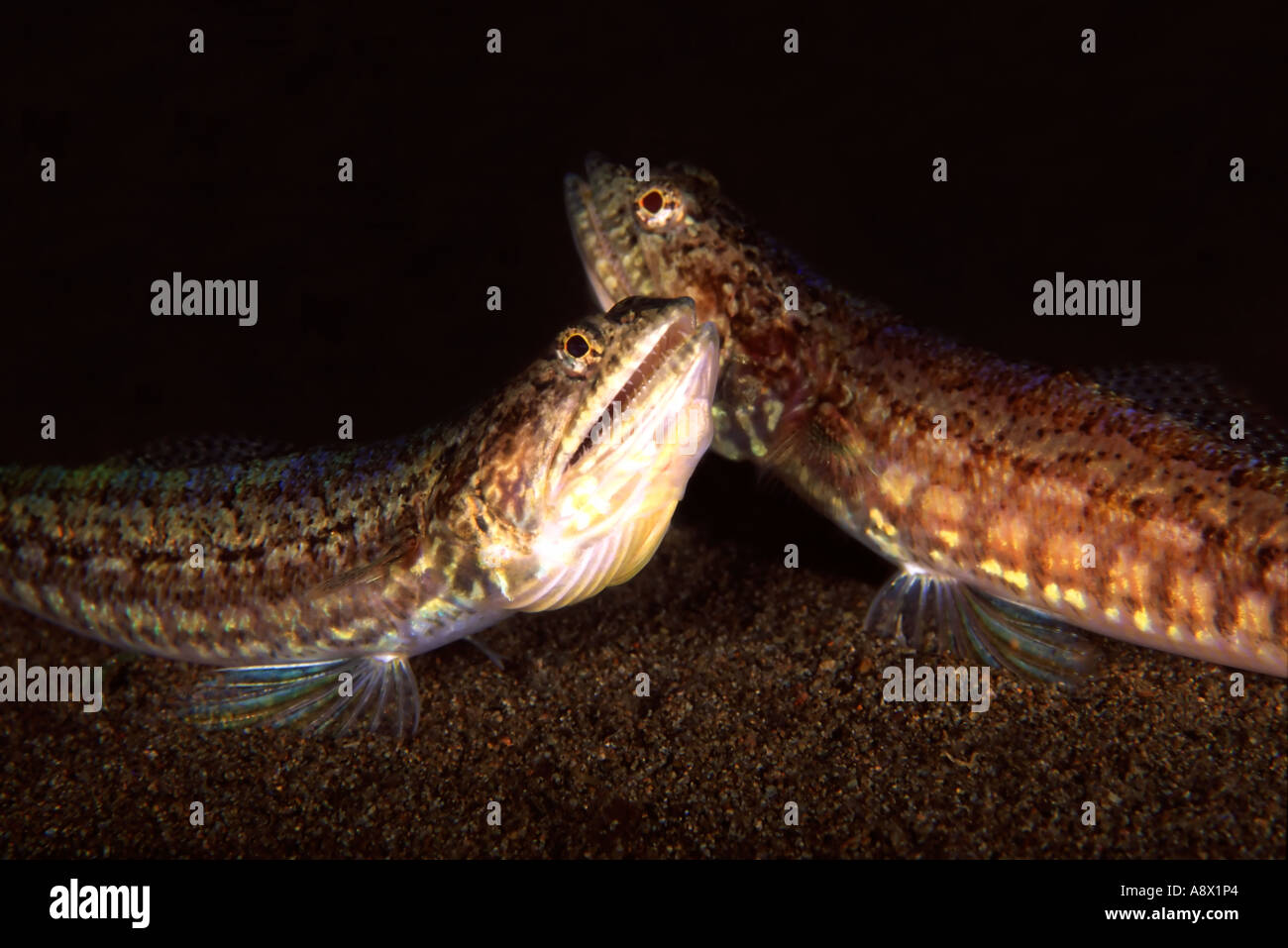 Pair of Variegated Lizardfishes Stock Photo - Alamy