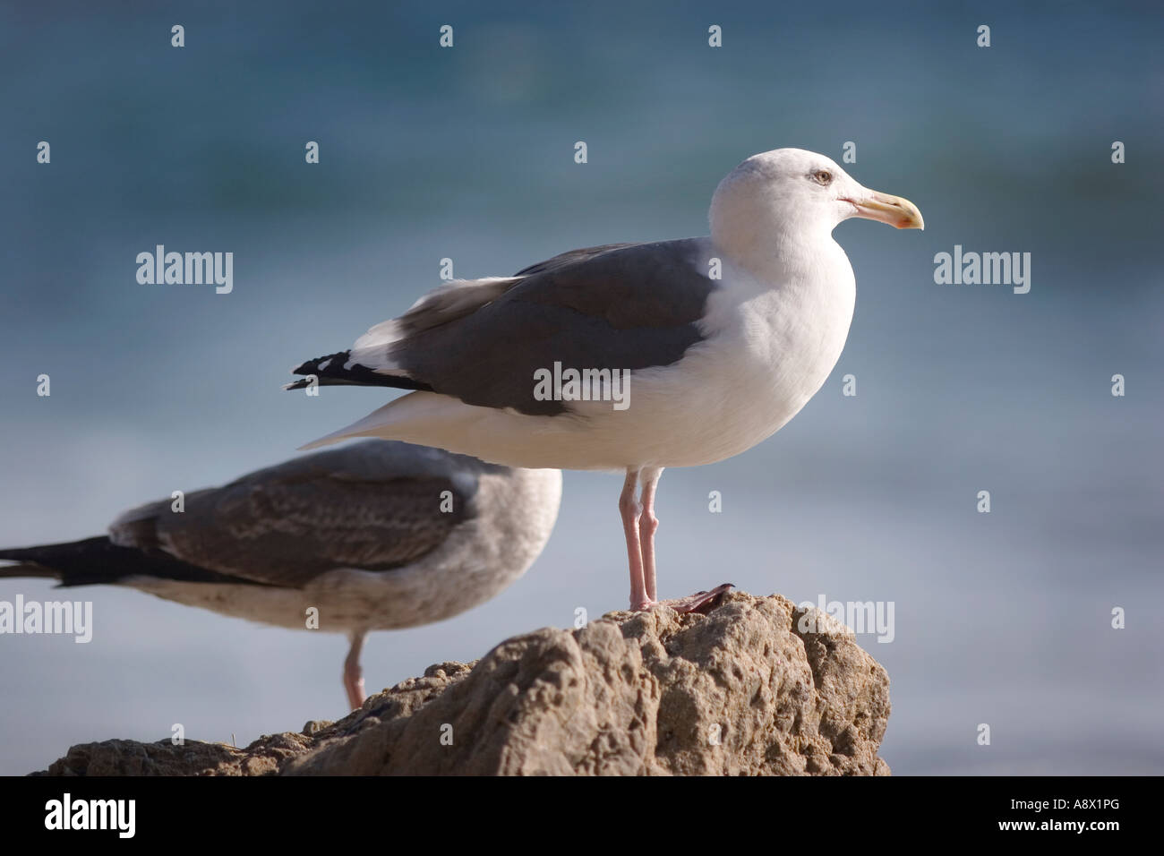 Two seagulls perched on a rock at a Malibu, CA beach. Copyright Josiah ...