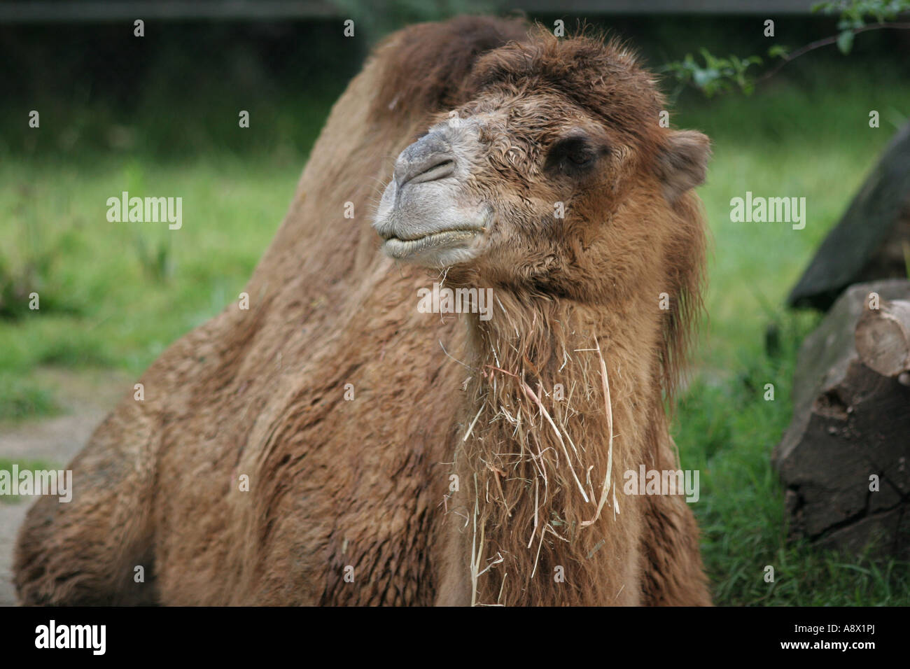 Camel with straw on coat. Copyright Josiah Gordon Stock Photo - Alamy