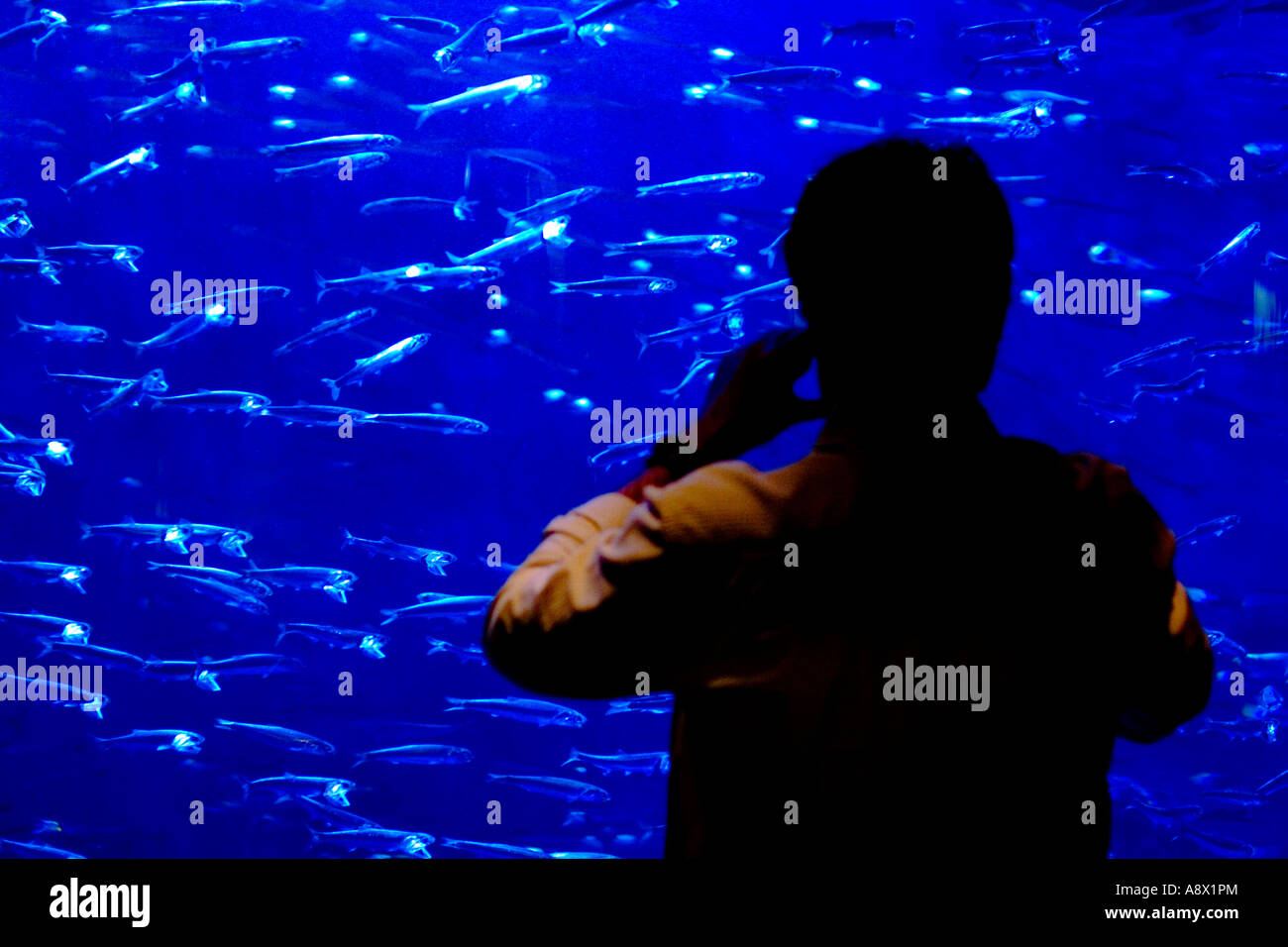 Photographer in aquarium. Copyright Josiah Gordon Stock Photo - Alamy