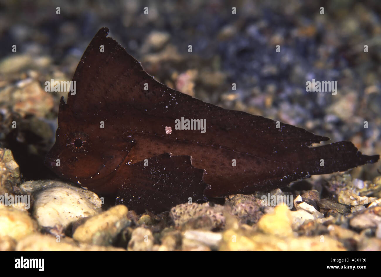 Spiny leaffish hi-res stock photography and images - Alamy