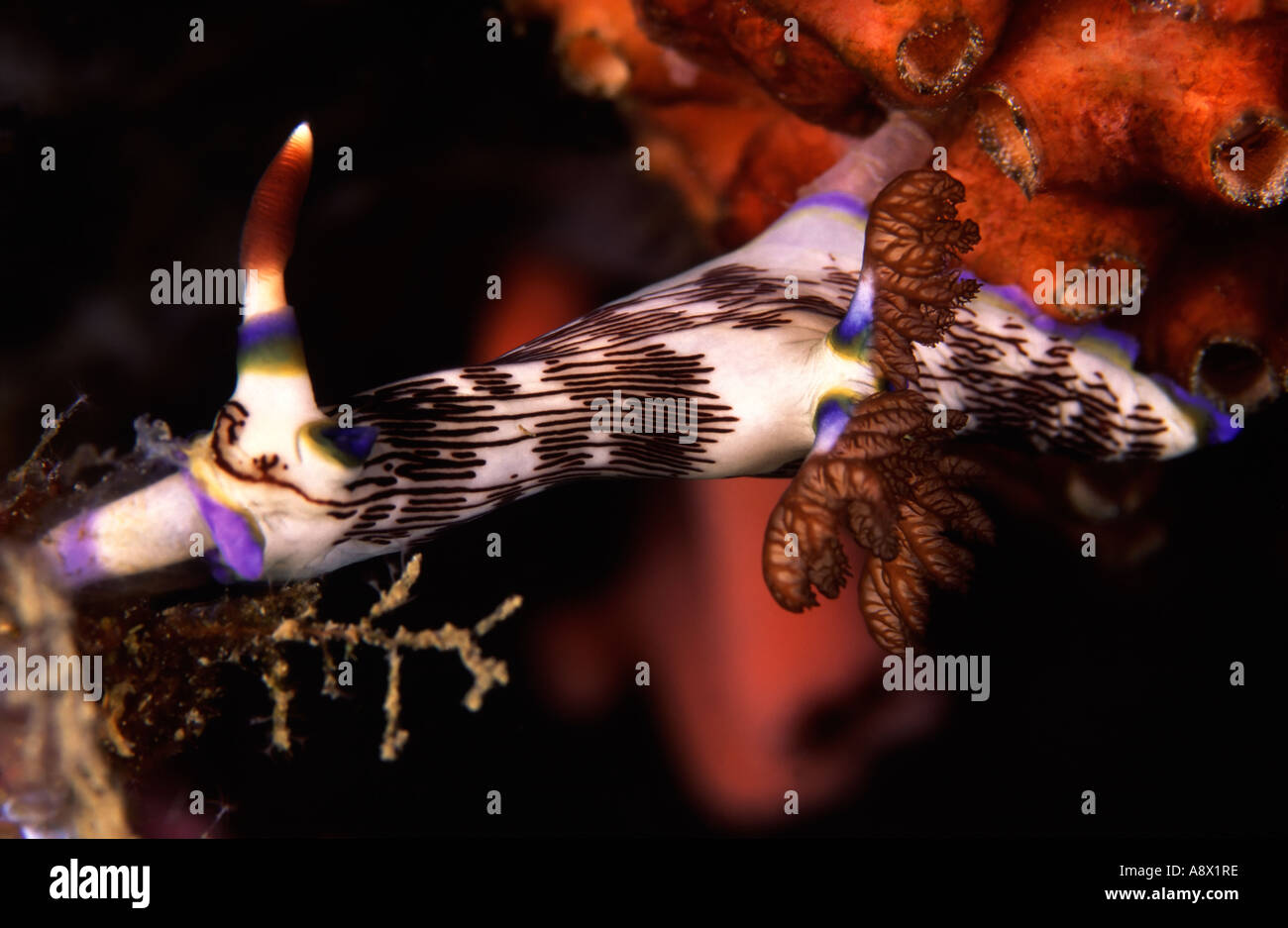 Lineolata nudibranch hi-res stock photography and images - Alamy