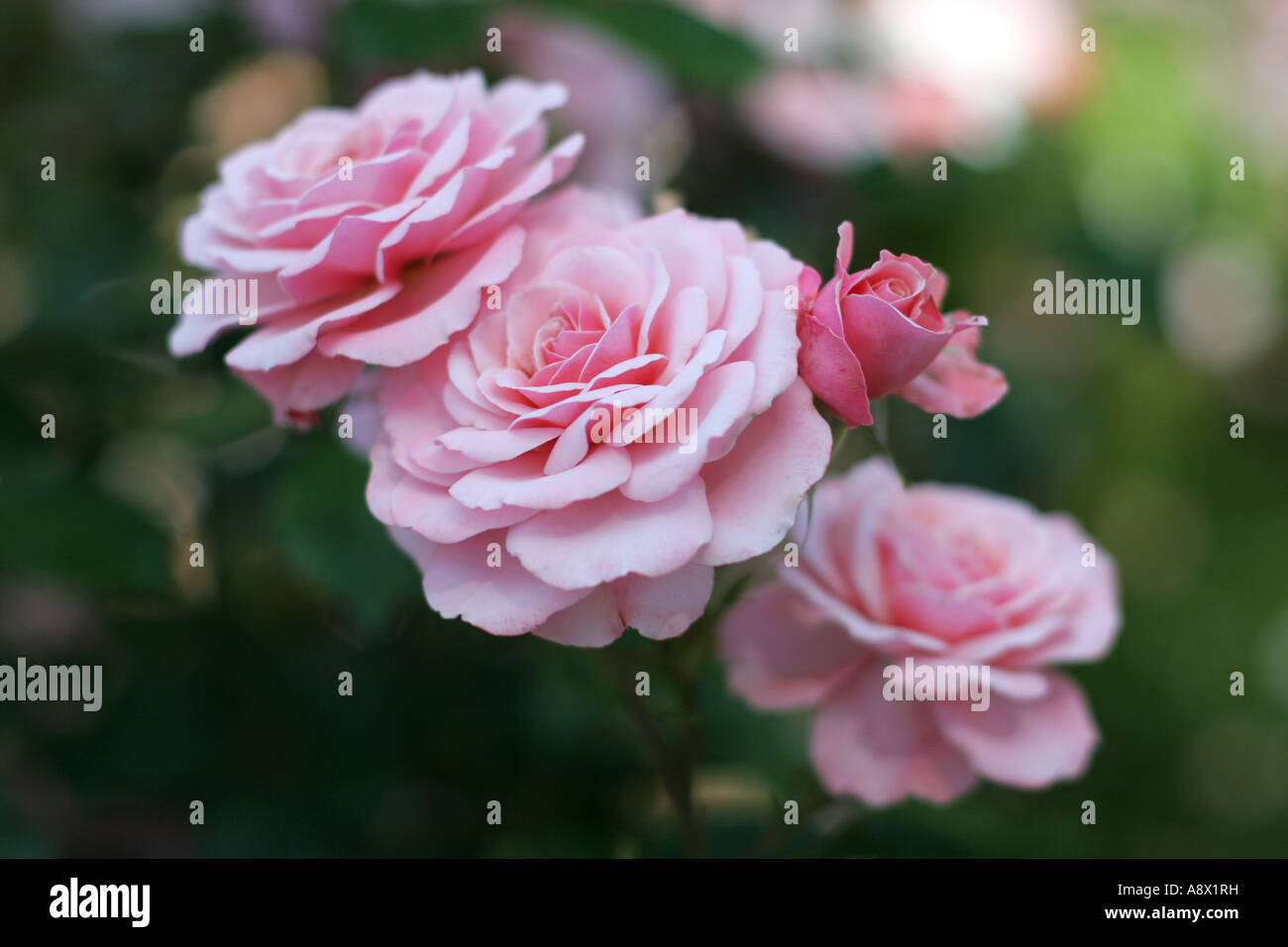 Natural bunch of roses. Copyright Josiah Gordon Stock Photo - Alamy