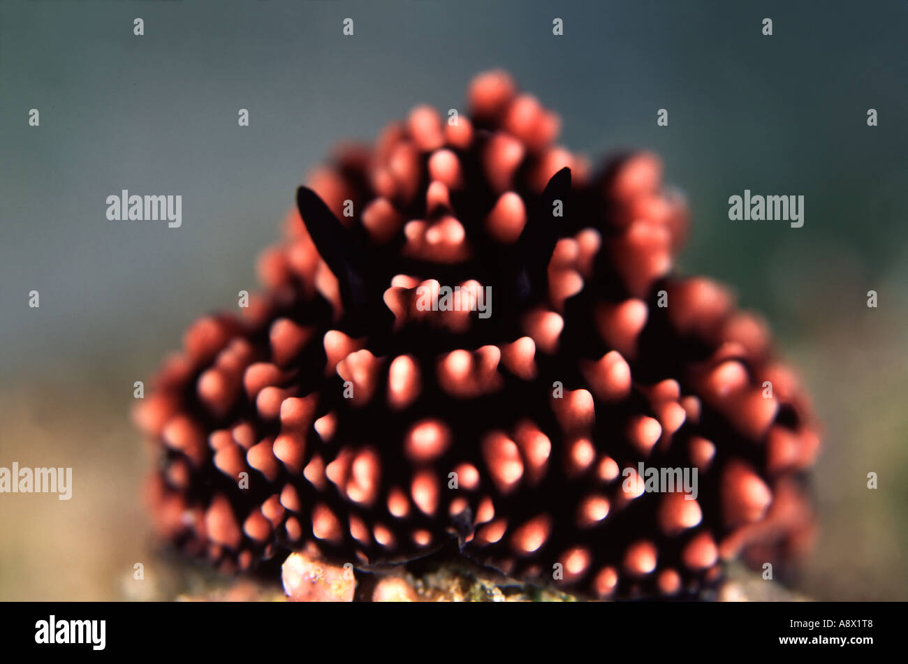 Phyllidia pustulosa hi-res stock photography and images - Alamy