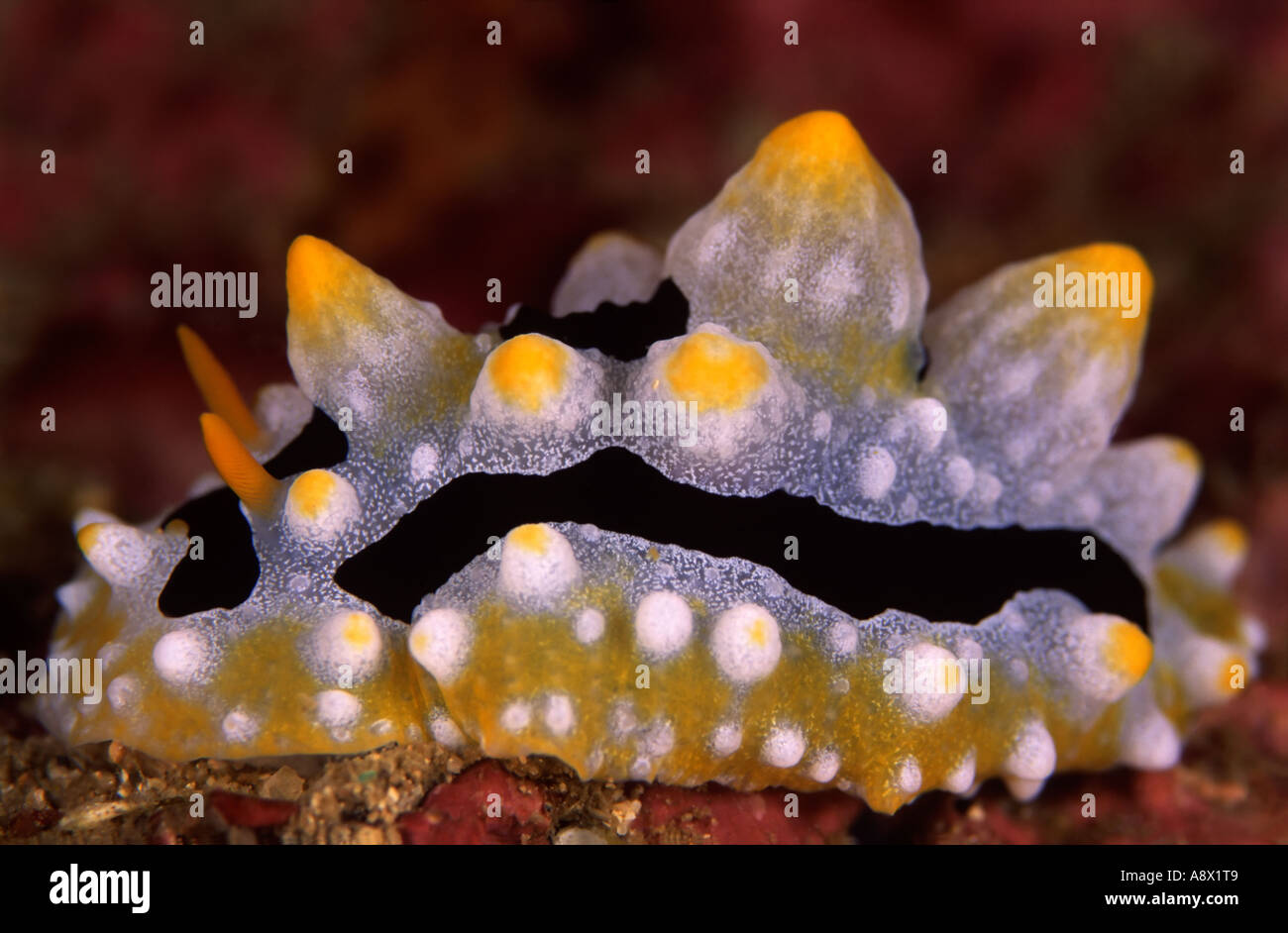 Phyllidia sp hi-res stock photography and images - Alamy