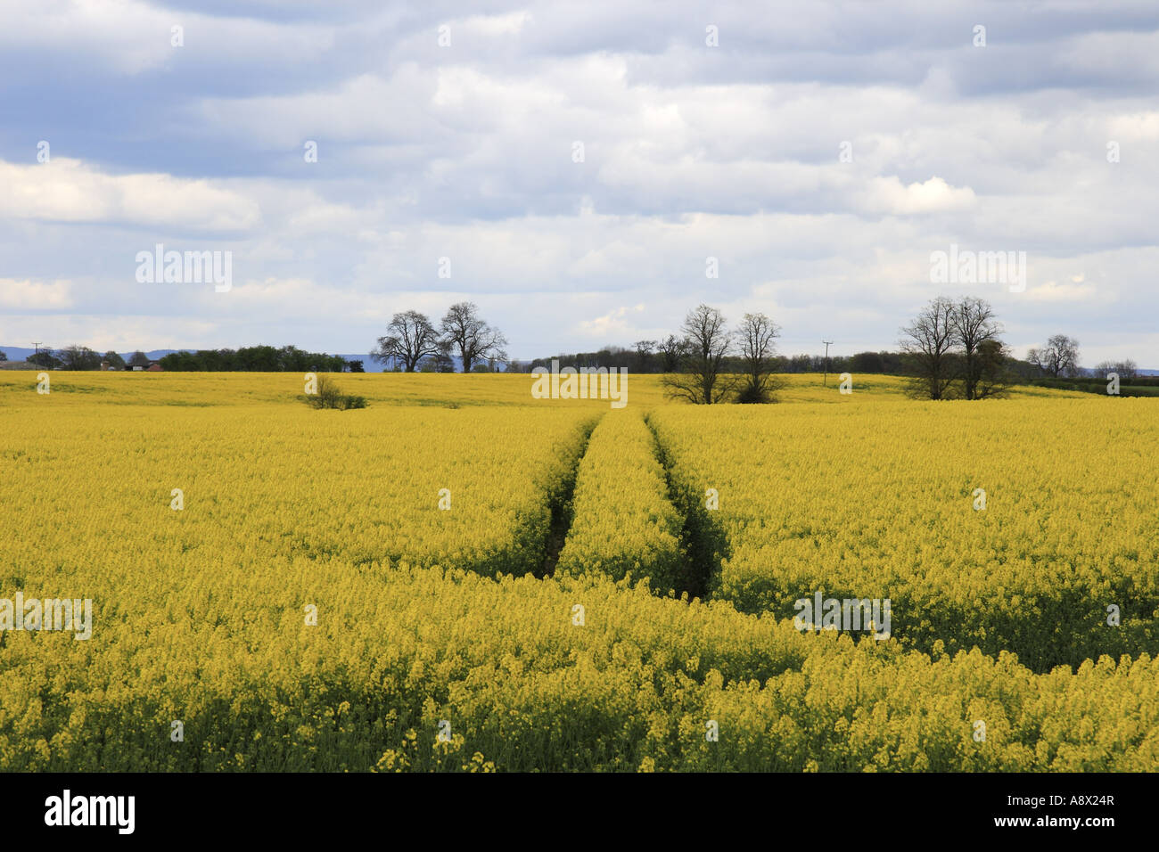 Rapeseed crop in flower near Bedale North Yorkshire England Stock Photo ...