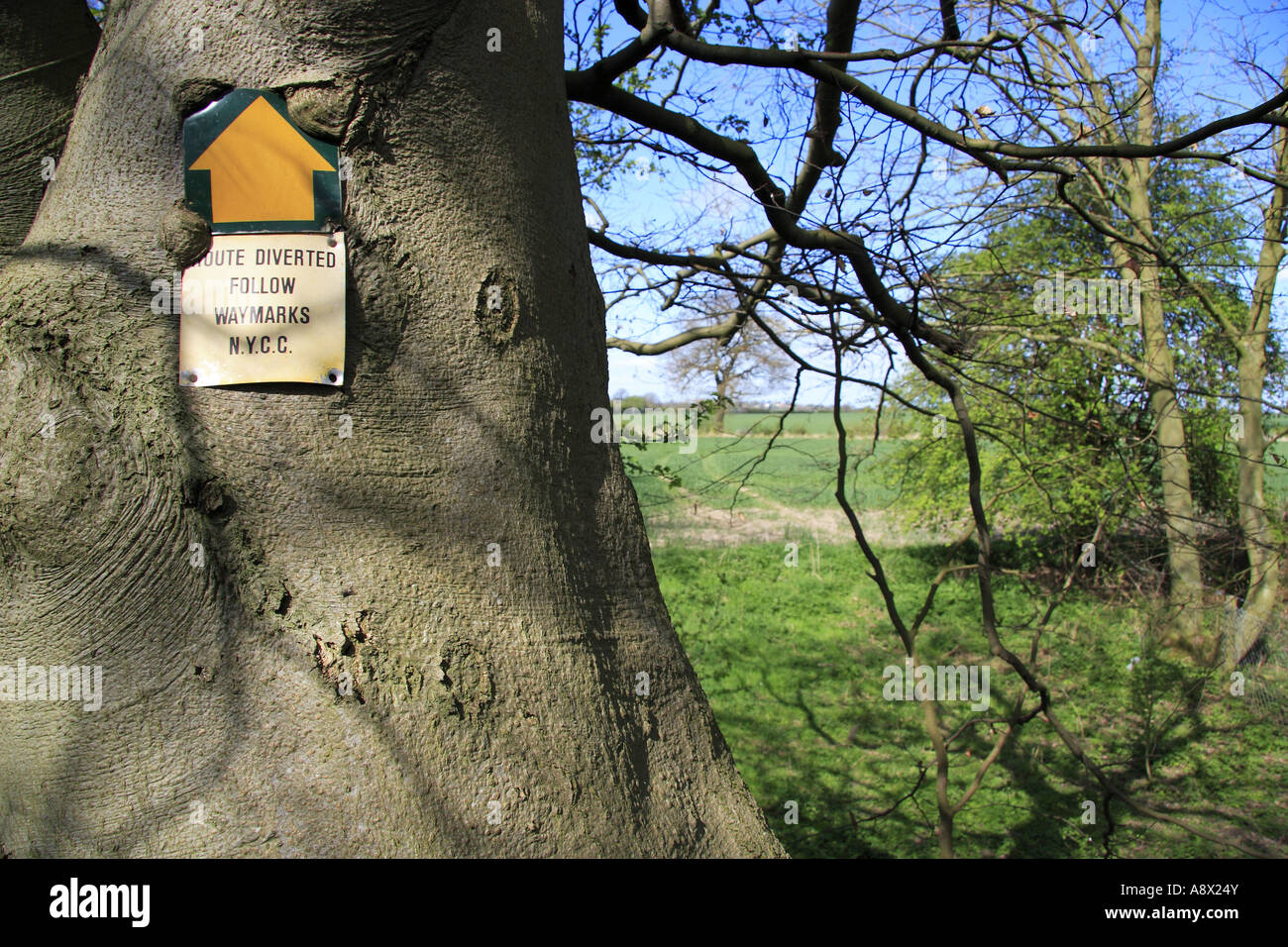 Footpath sign being absorbed into tree trunk by bark growing over it ...