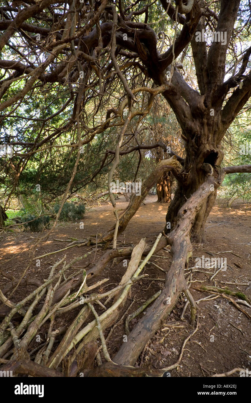 Broken and tangled branches of an ancient yew tree in Kingley Vale ...