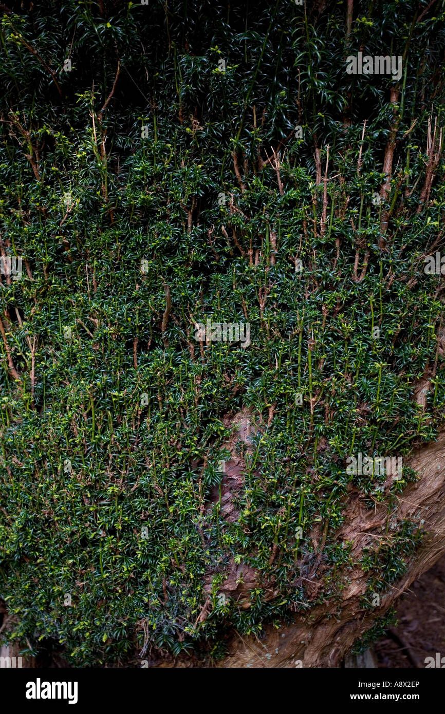 Yew tree hi-res stock photography and images - Alamy