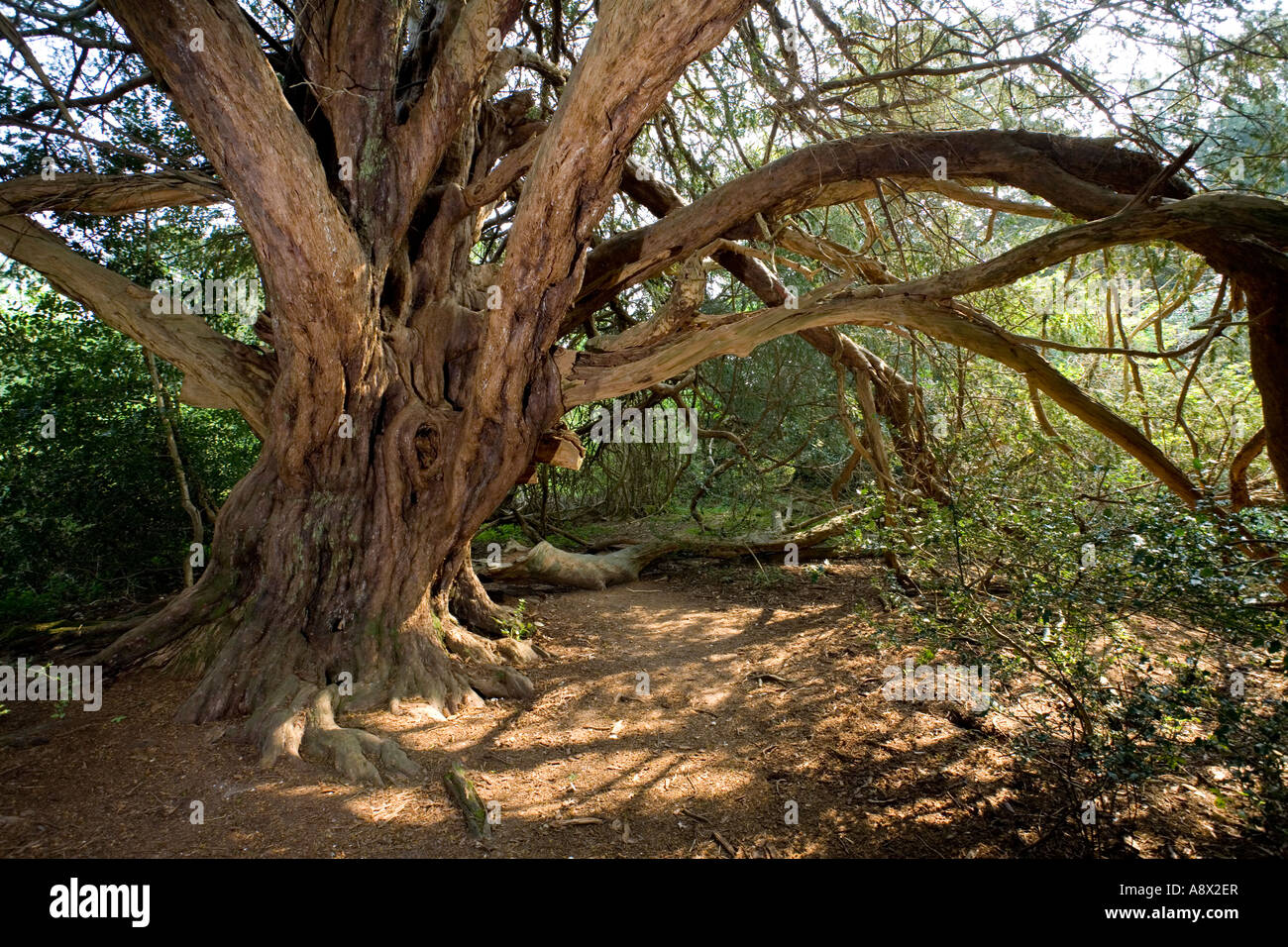 Ancient yew tree in Kingley Vale, Sussex, England, UK Stock Photo - Alamy