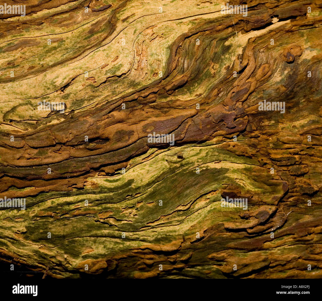 Swirling patterns of bark on an ancient yew tree, Sussex, England, UK ...