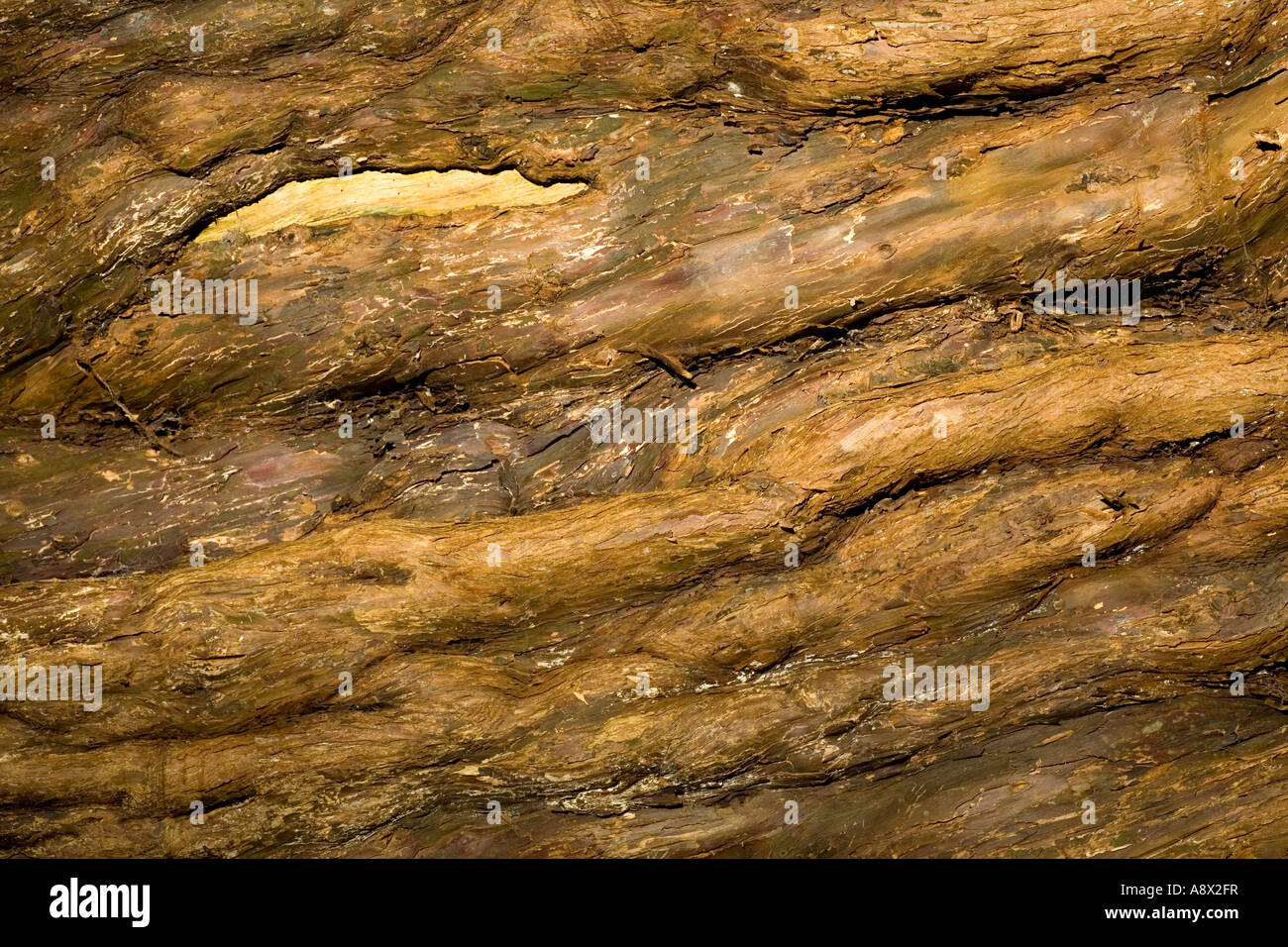 Eye shaped split in the ribbed bark of an ancient yew tree in Kingley ...