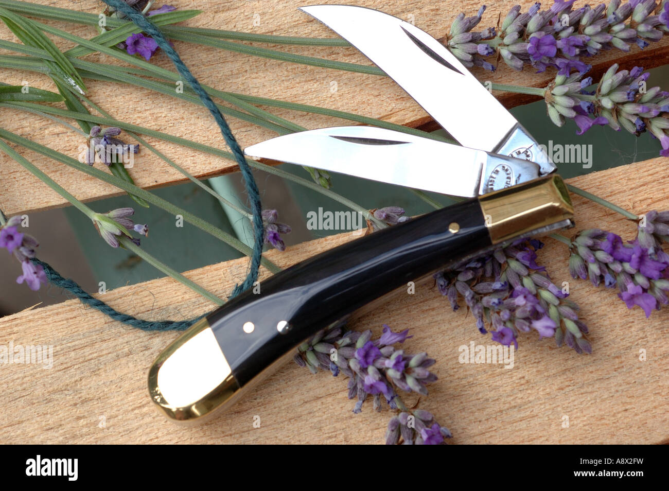 Traditional Sheffield pen knife with blades partially open with ...
