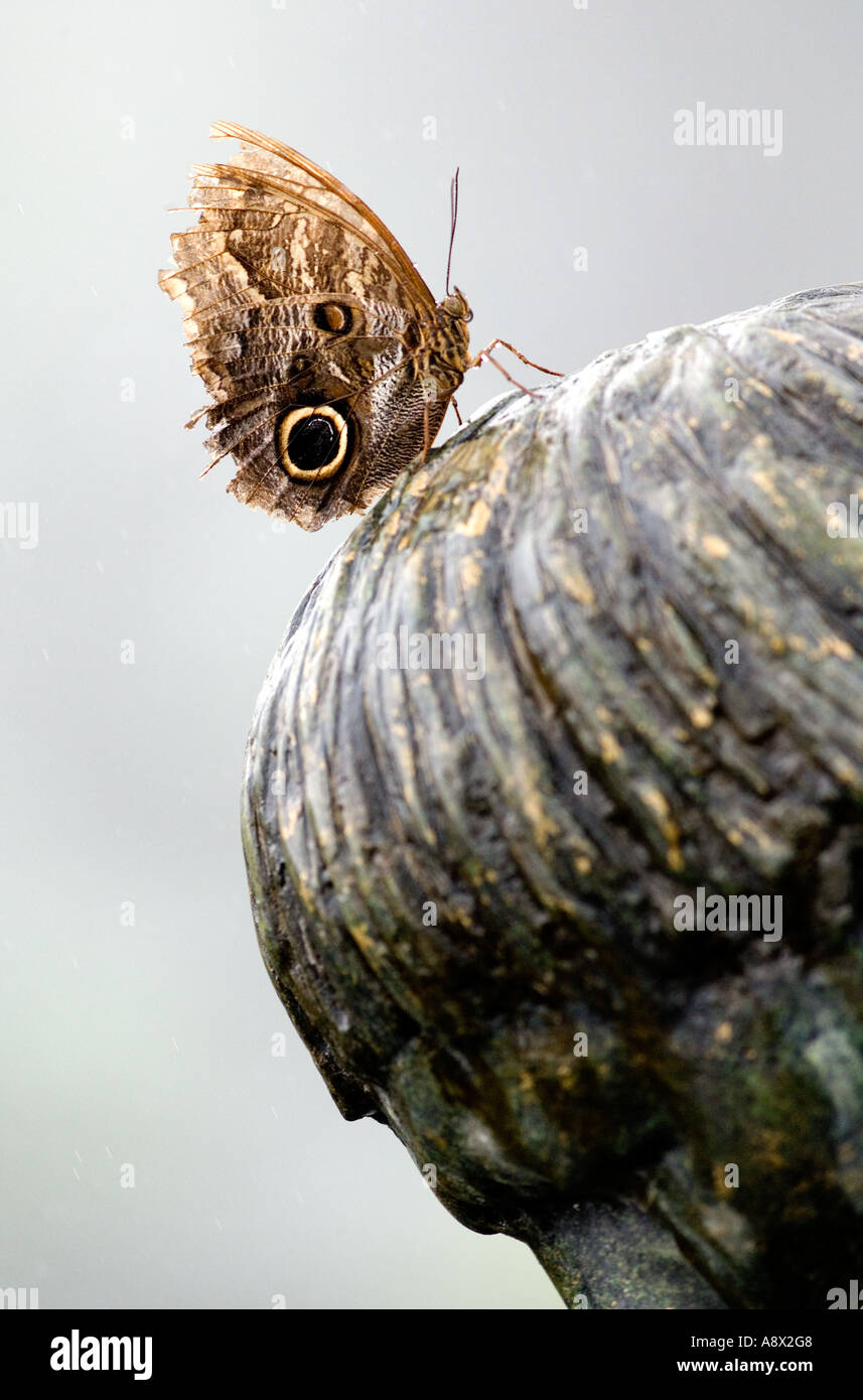 Butterfly with eyespots hi-res stock photography and images - Alamy