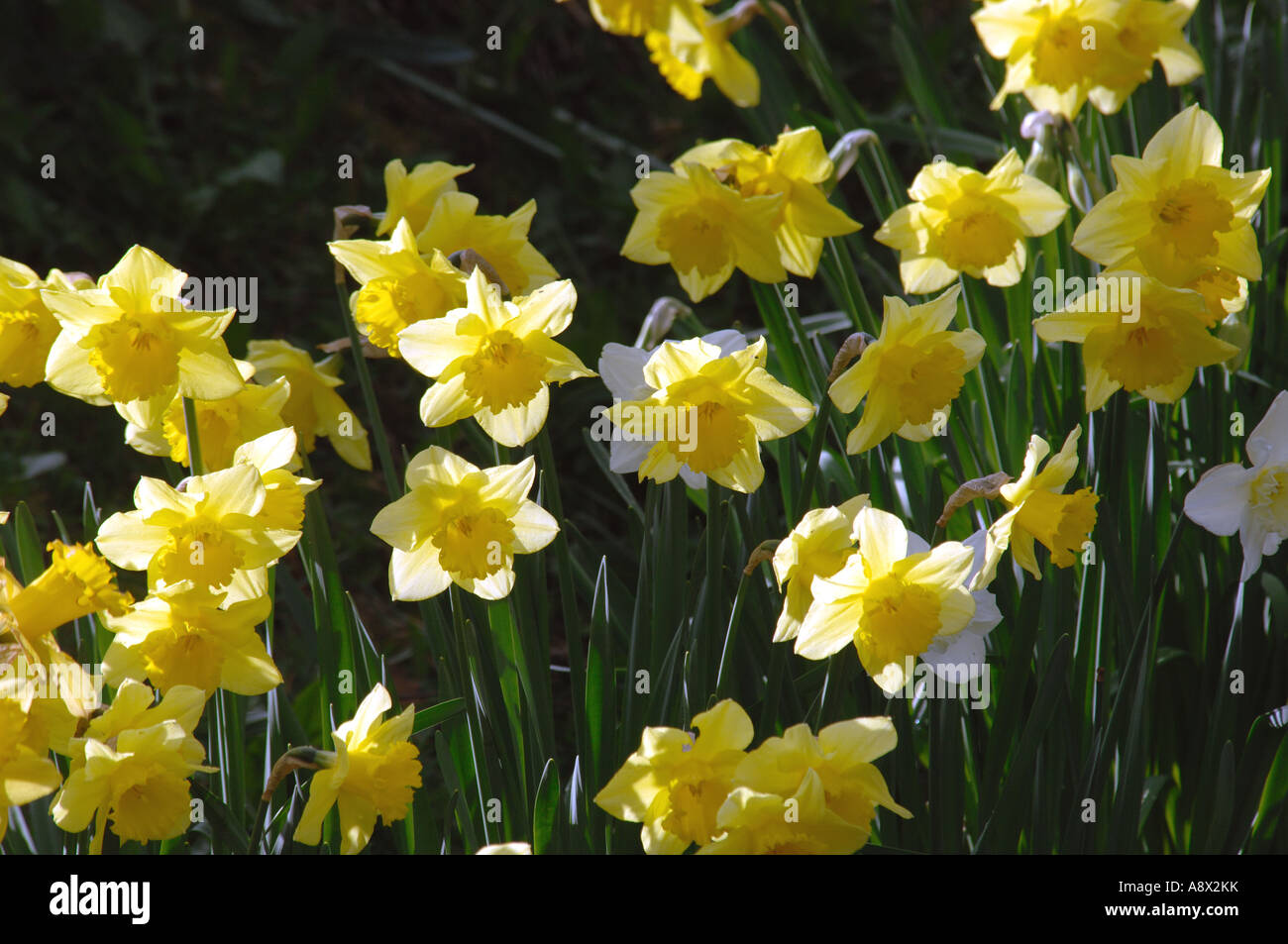 Back lit daffodils hi-res stock photography and images - Alamy