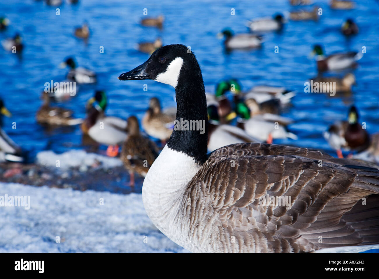 Black branta goose hi-res stock photography and images - Alamy