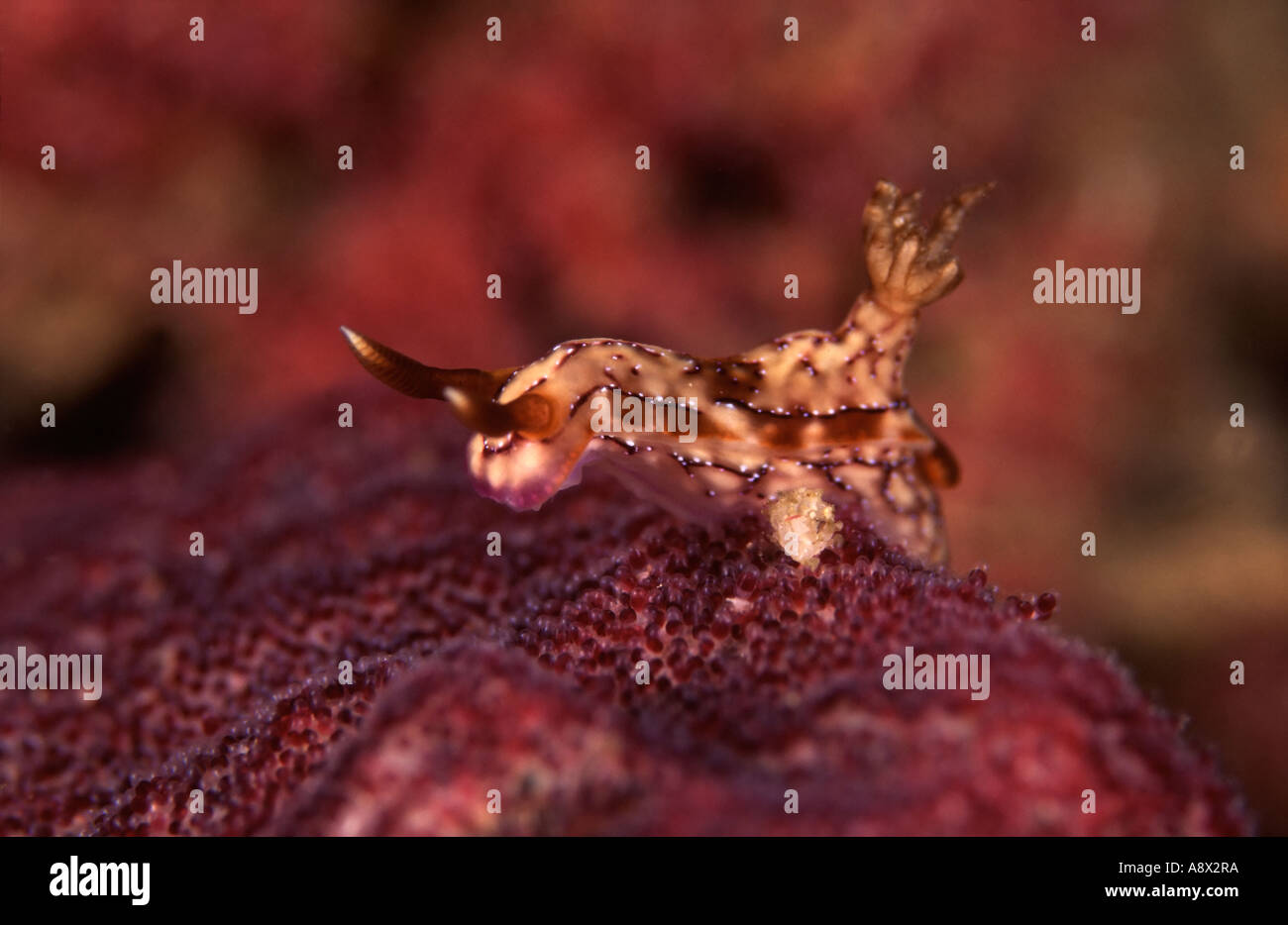 Hypselodoris krakatoa hi-res stock photography and images - Alamy