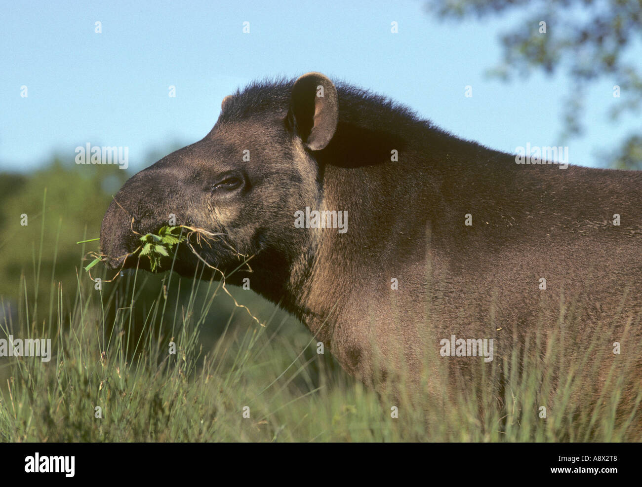 Tapir mother and young hi-res stock photography and images - Alamy