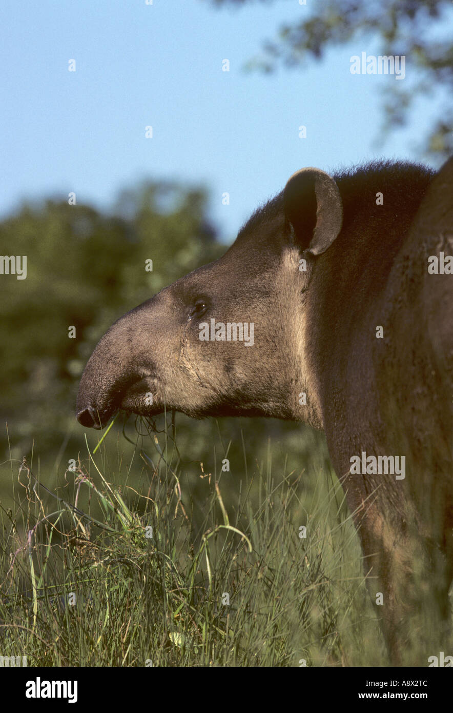 Tapir mother and young hi-res stock photography and images - Alamy