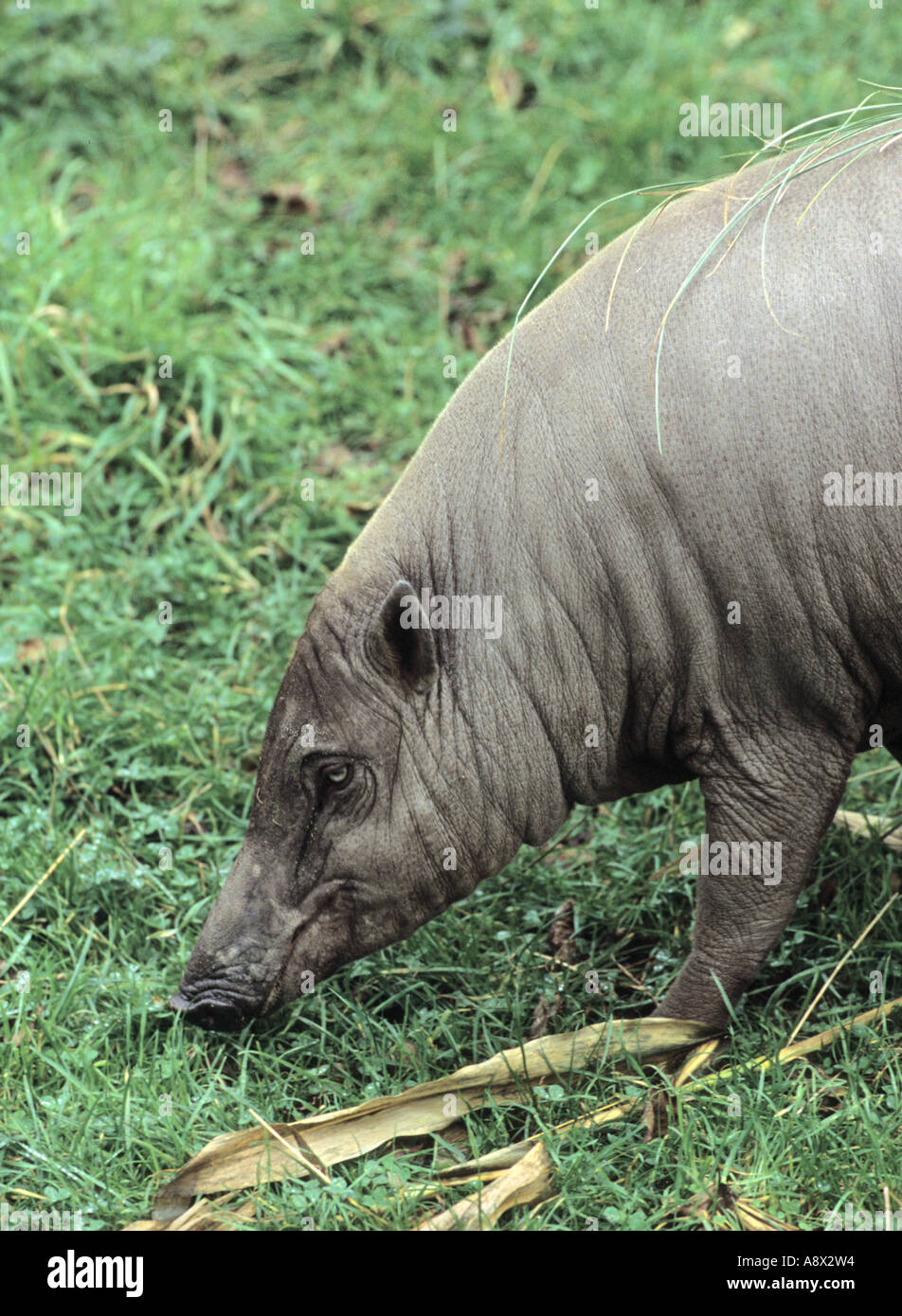 Babirusa Babyrousa Babyrussa Sulawesi High Resolution Stock Photography ...