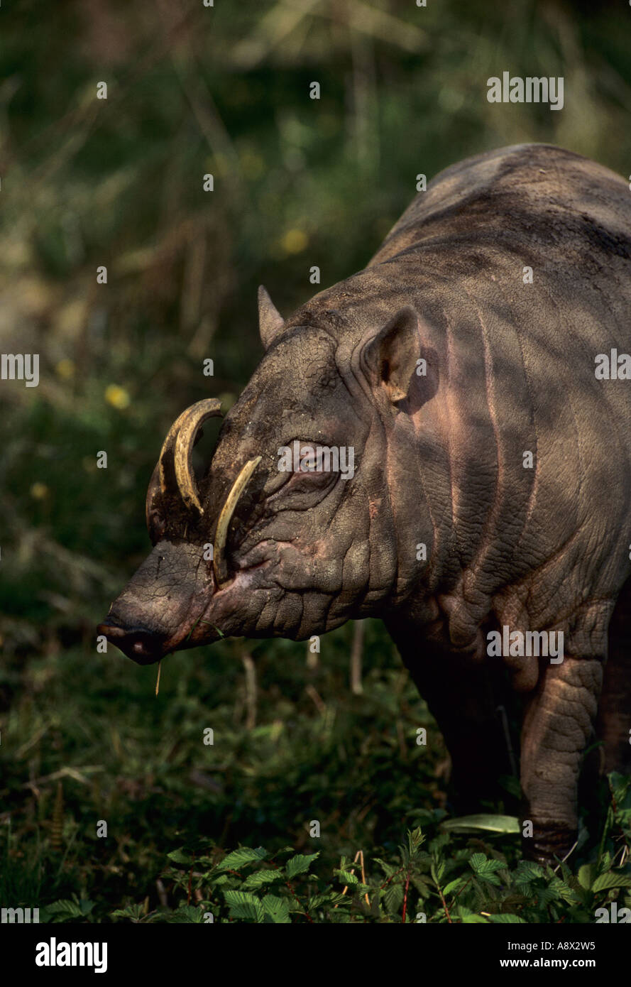Babyrussa hi-res stock photography and images - Alamy