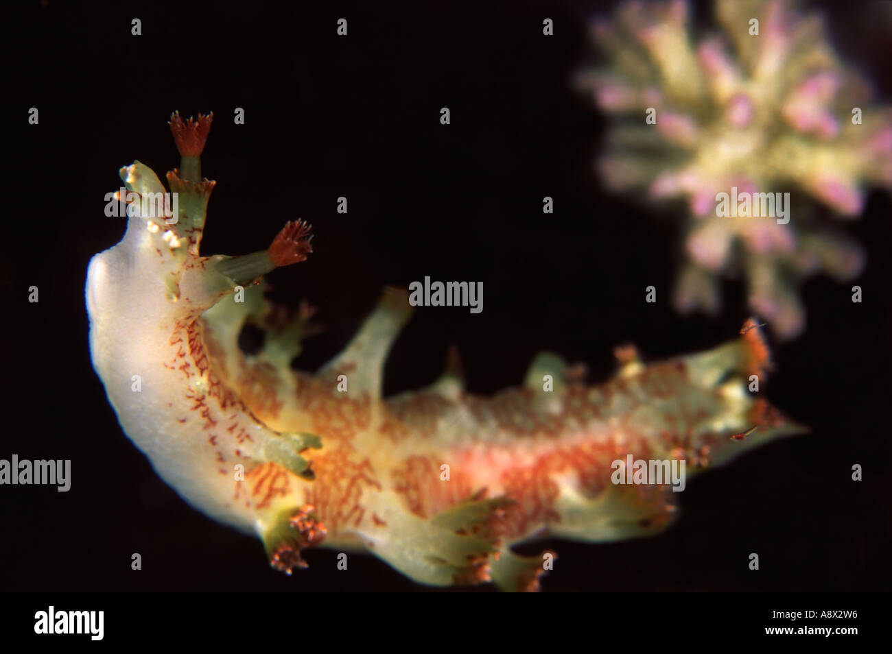 Marionia nudibranch hi-res stock photography and images - Alamy