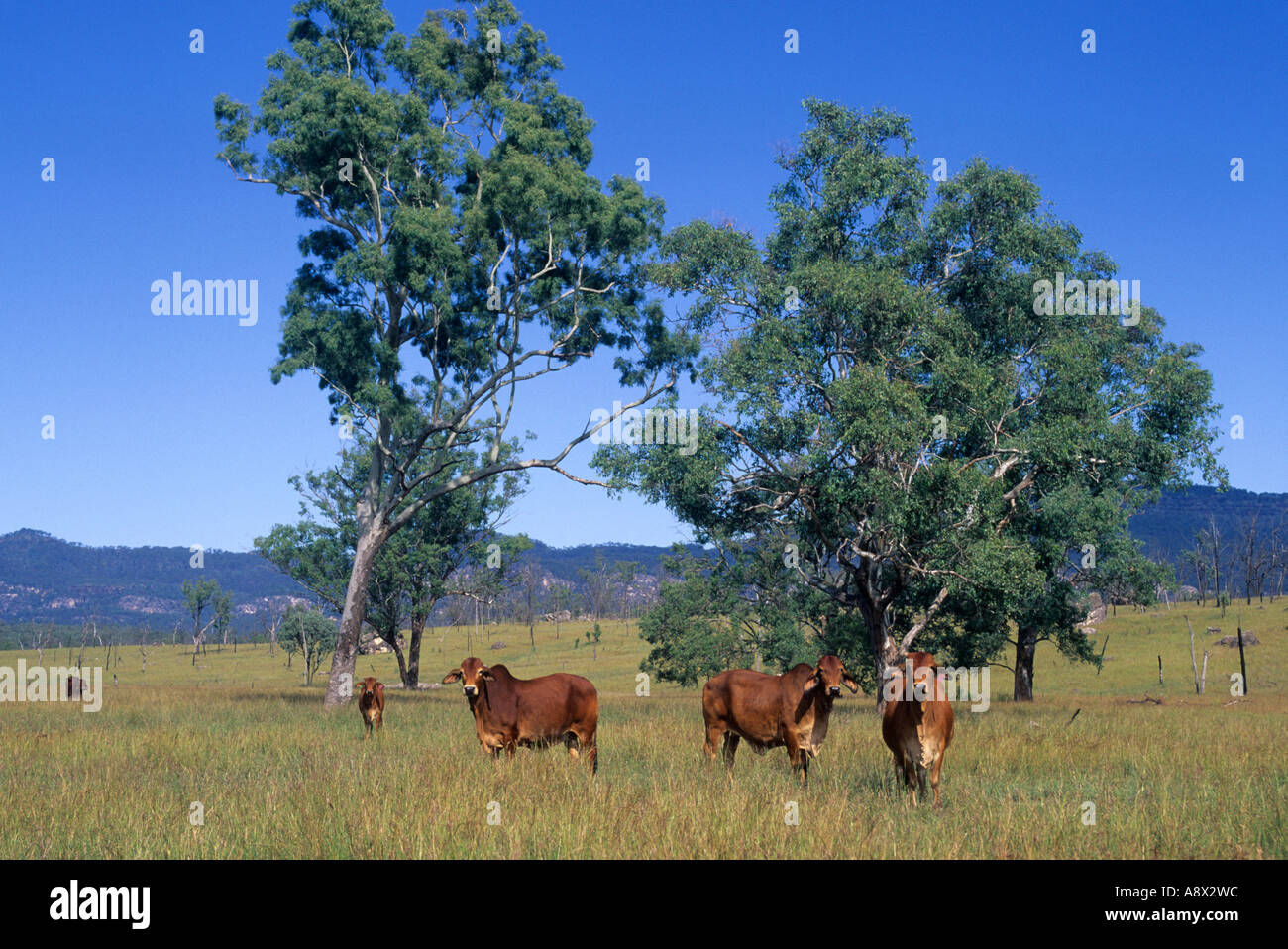 Domestic cattle Bos indicus Queensland Australia Stock Photo - Alamy